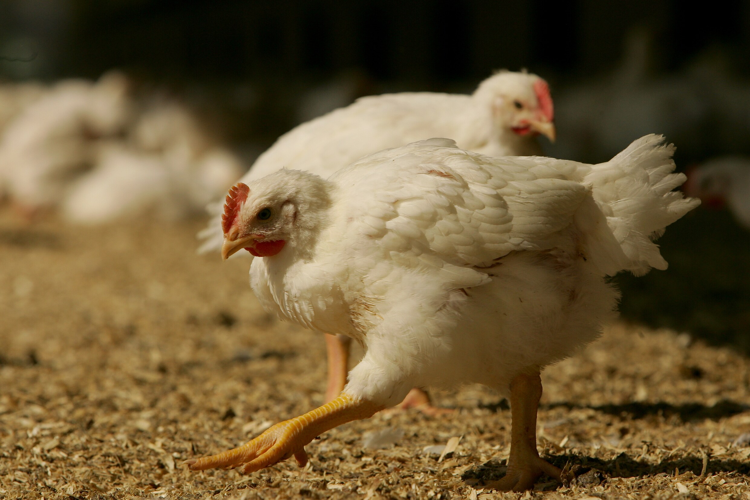 Einde plofkip in zicht: In alle supermarkten straks alleen nog kip met ...