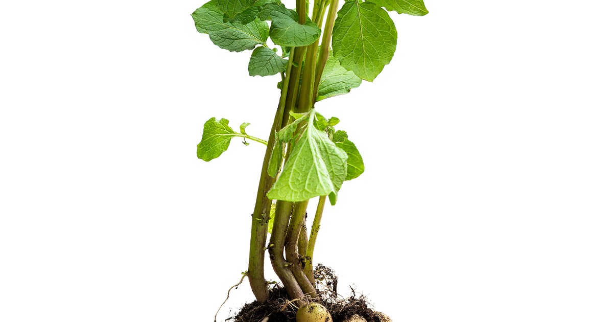 Erkenning voor de pieper: eindelijk is er een Nationale ...