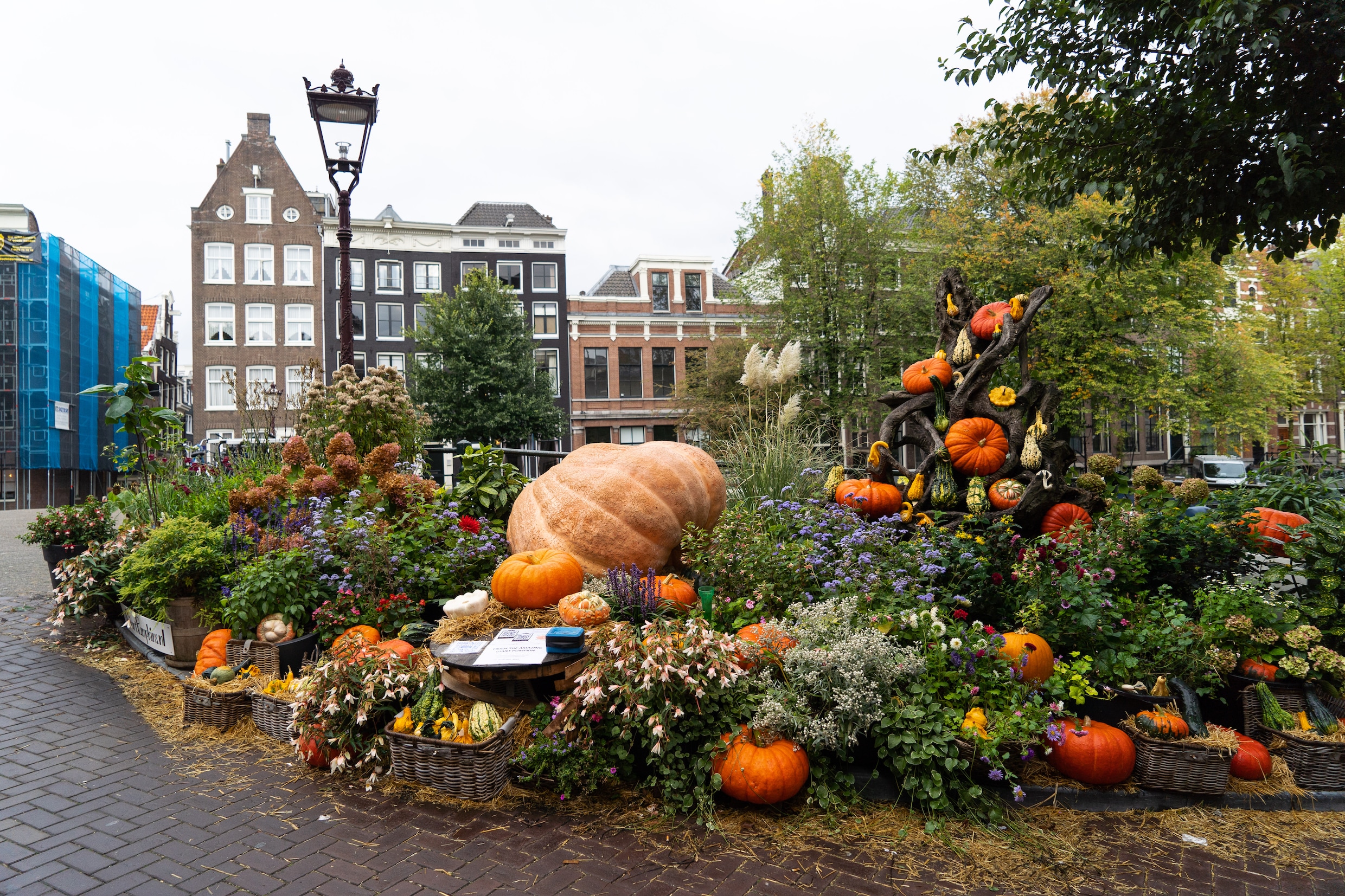 Een pompoen van 530 kilo aan het Singel: ‘Zelfs dronken toeristen ...