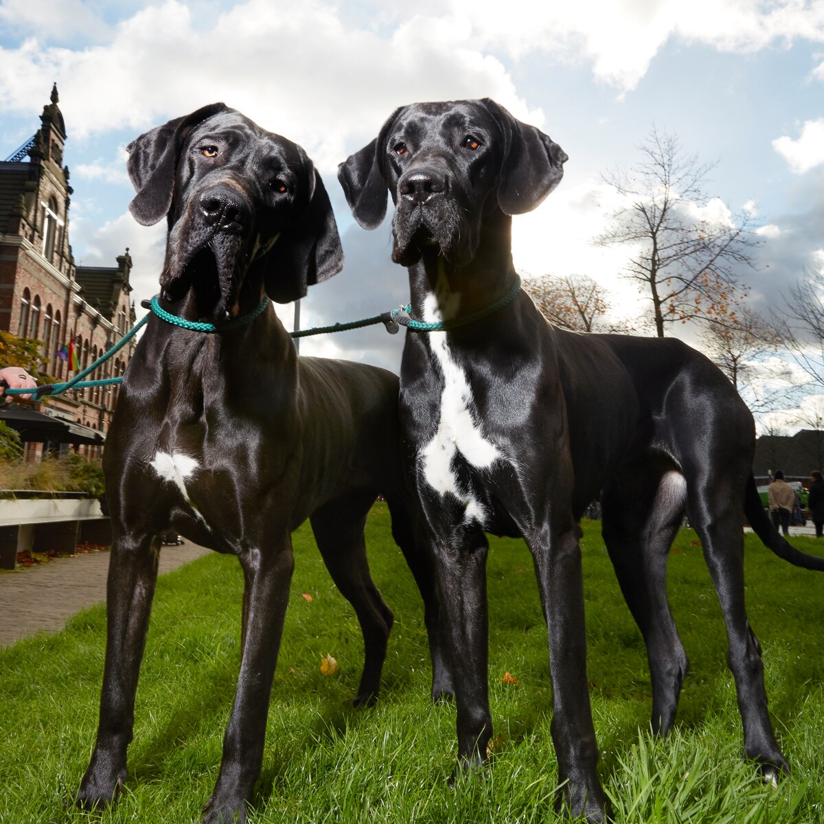 George De Deense Dog Sterft