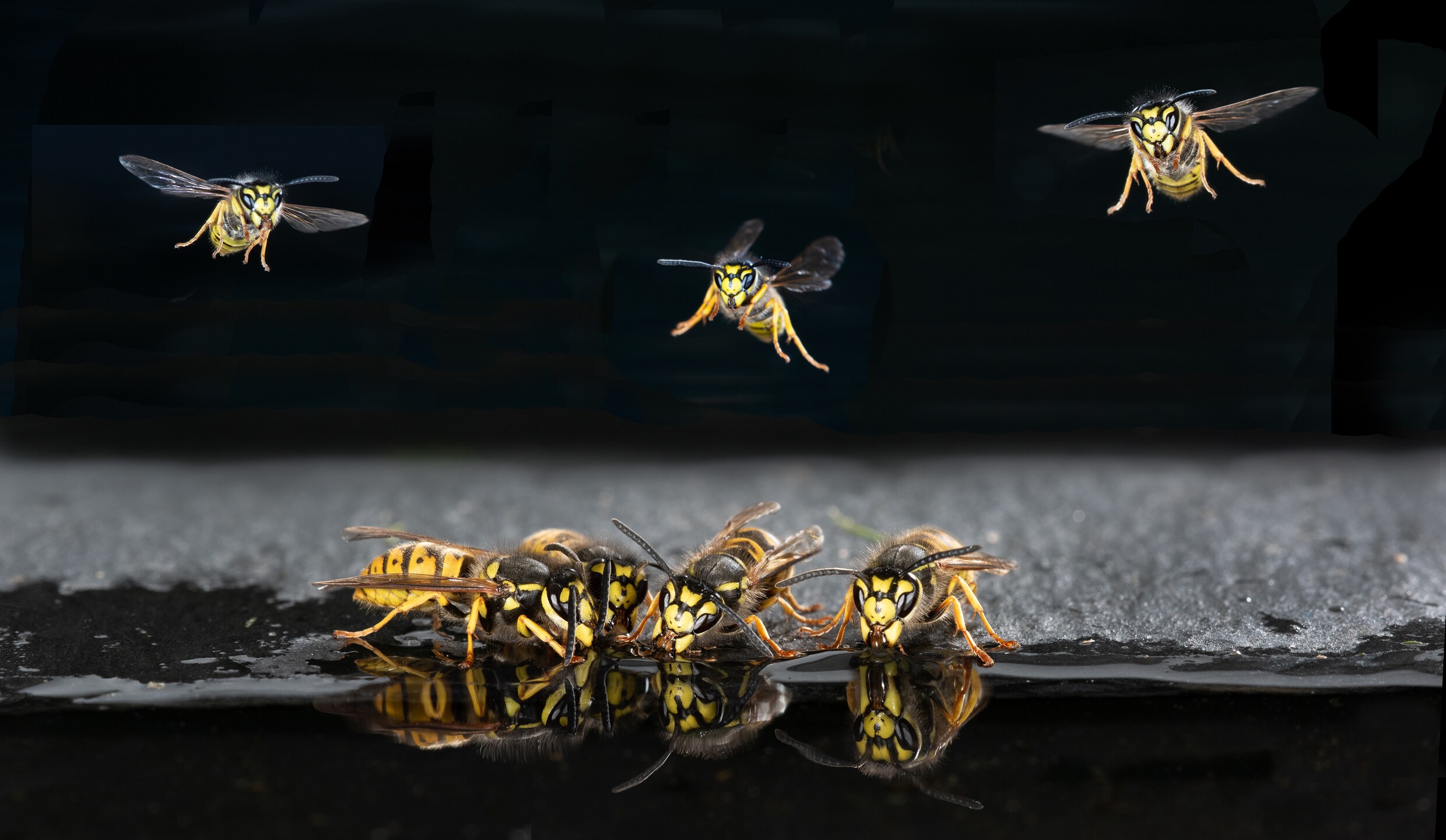 Thomas van Aalten zet een idiote en schrikbarend echte wereld neer ...