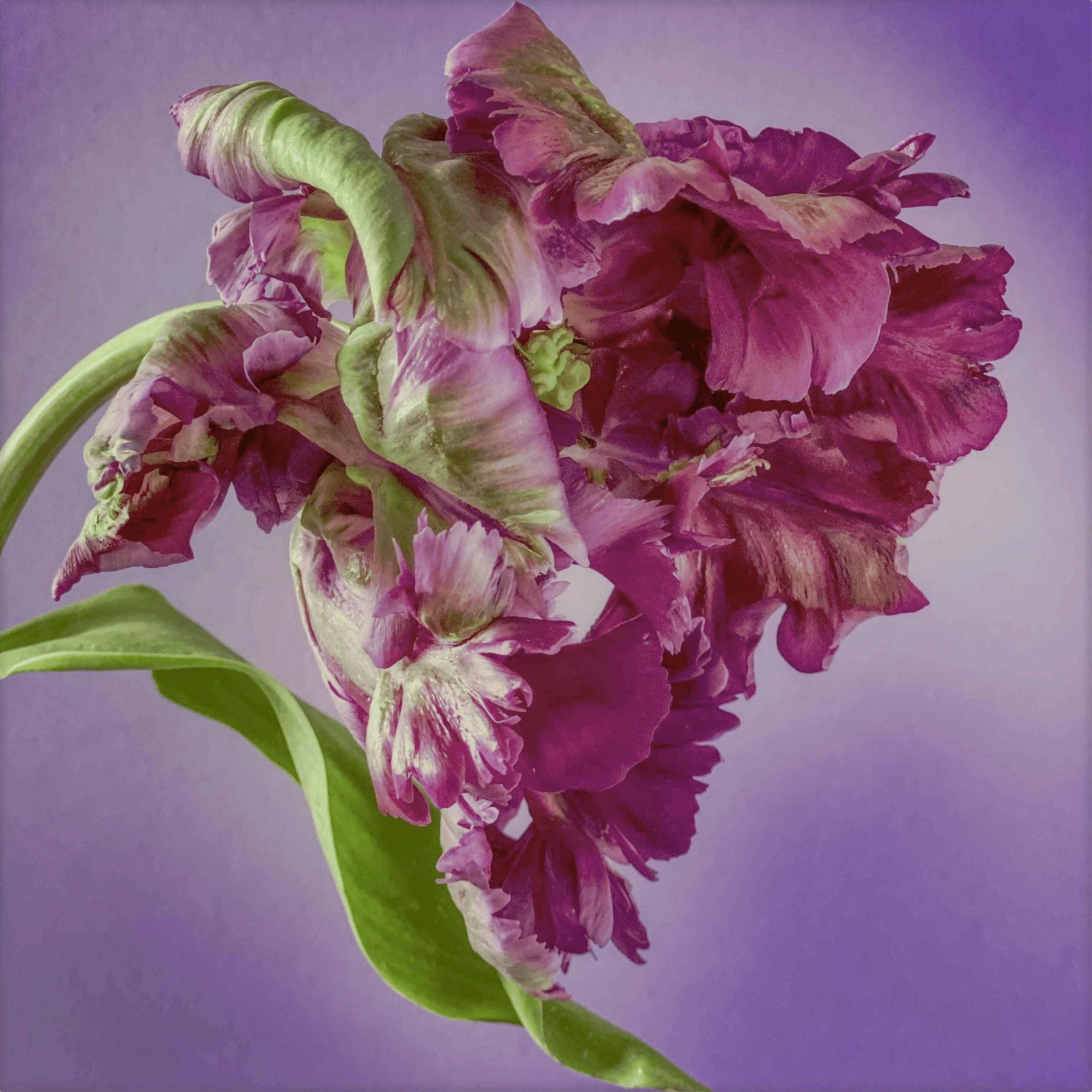 Iedereen staat in de rij voor de tulpen van Theo Dobbe, man met de ...