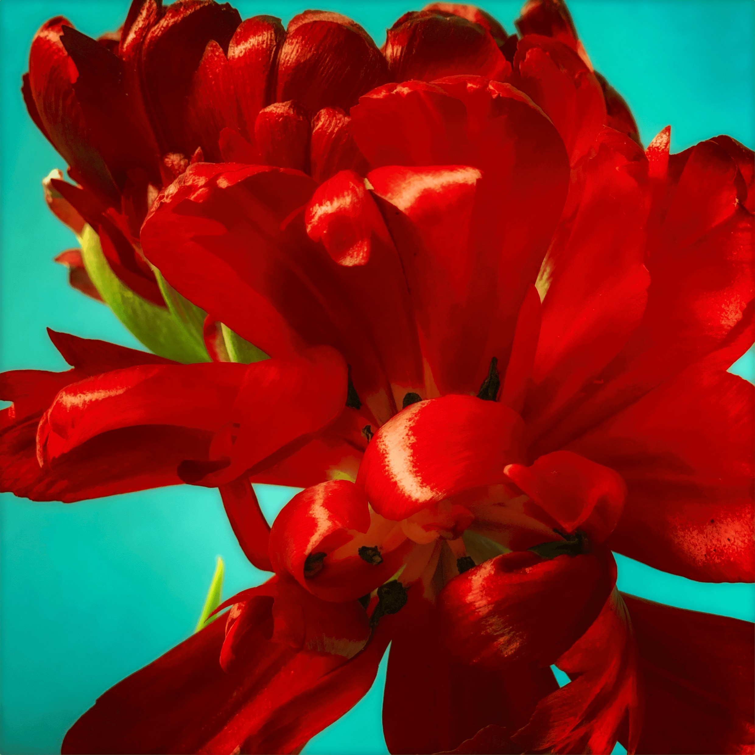 Iedereen staat in de rij voor de tulpen van Theo Dobbe, man met de ...