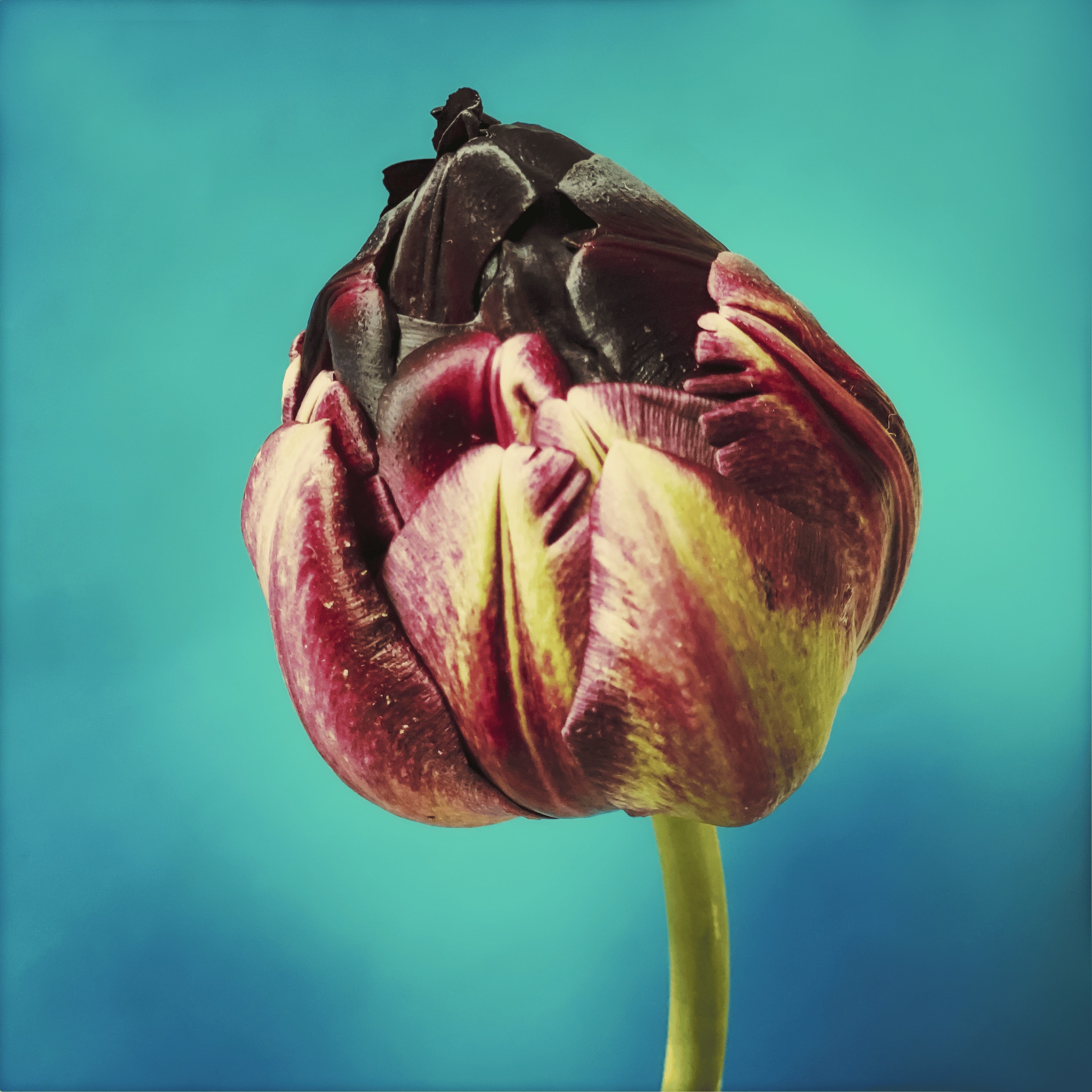 Iedereen staat in de rij voor de tulpen van Theo Dobbe, man met de ...