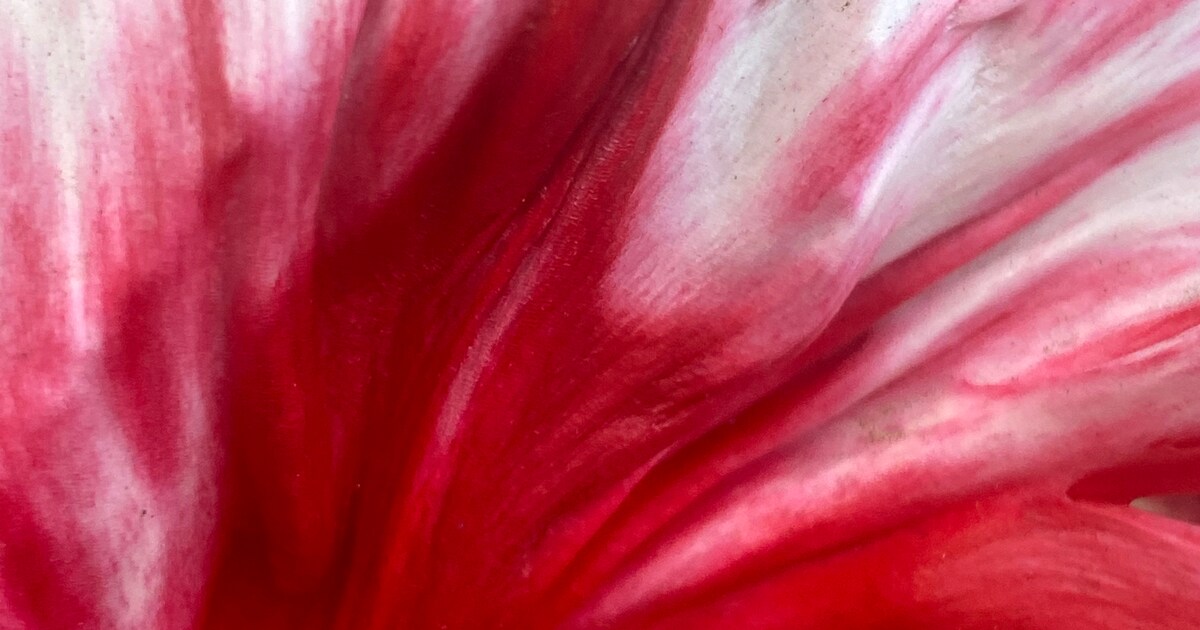 Heerlijke rood-witte vlammen | Het Parool