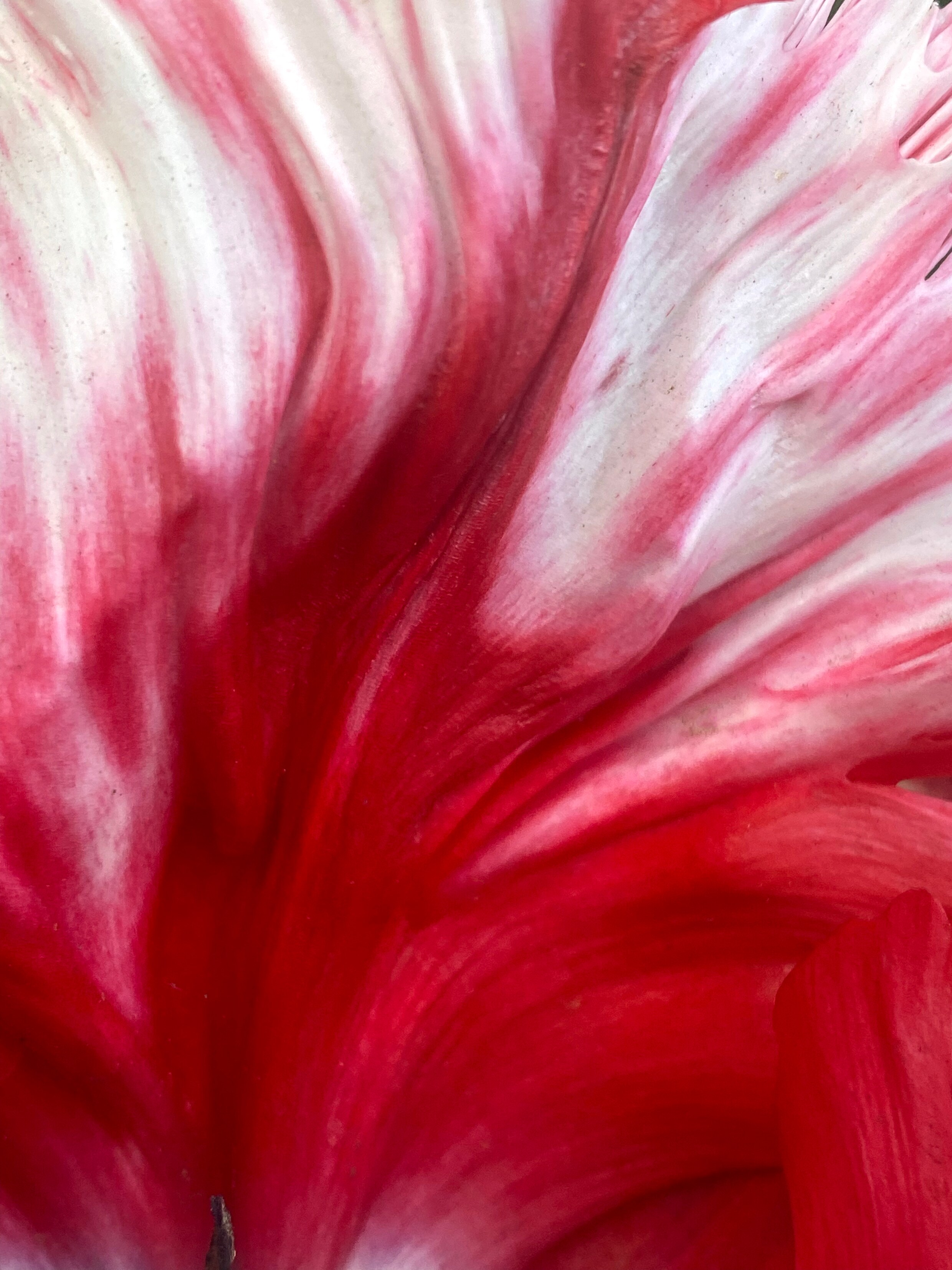 Heerlijke rood-witte vlammen | Het Parool