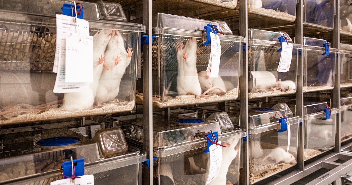 Het noodzakelijke kwaad van het proefdierlab van Amsterdam UMC: ‘Het ...