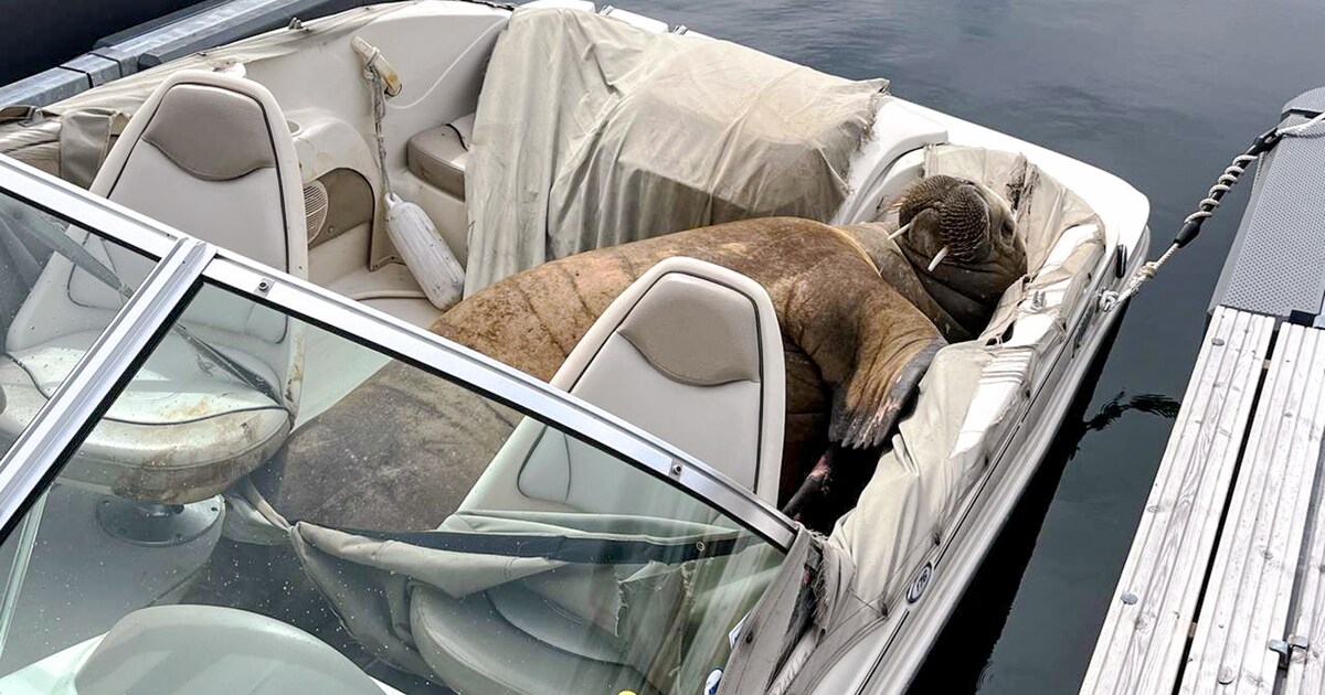 Noorwegen waarschuwt publiek: ‘Laat walrus Freya met rust, anders ...