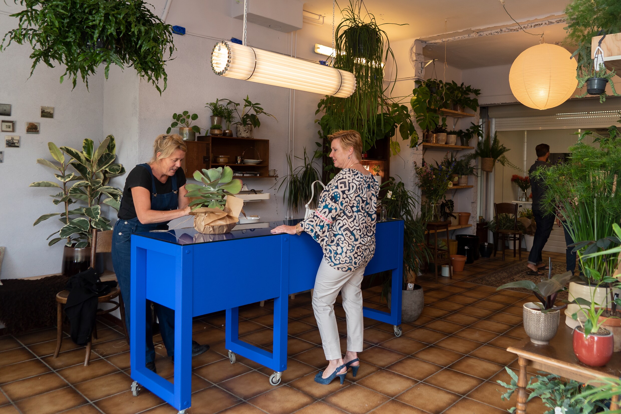 Bij Ari bloemen & planten vind je een Thaise plant met witte stipjes ...
