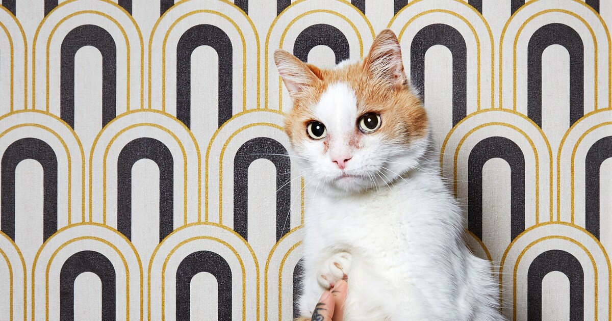 Door zijn kromme pootjes kan huiskat Kees iets minder hoog springen ...