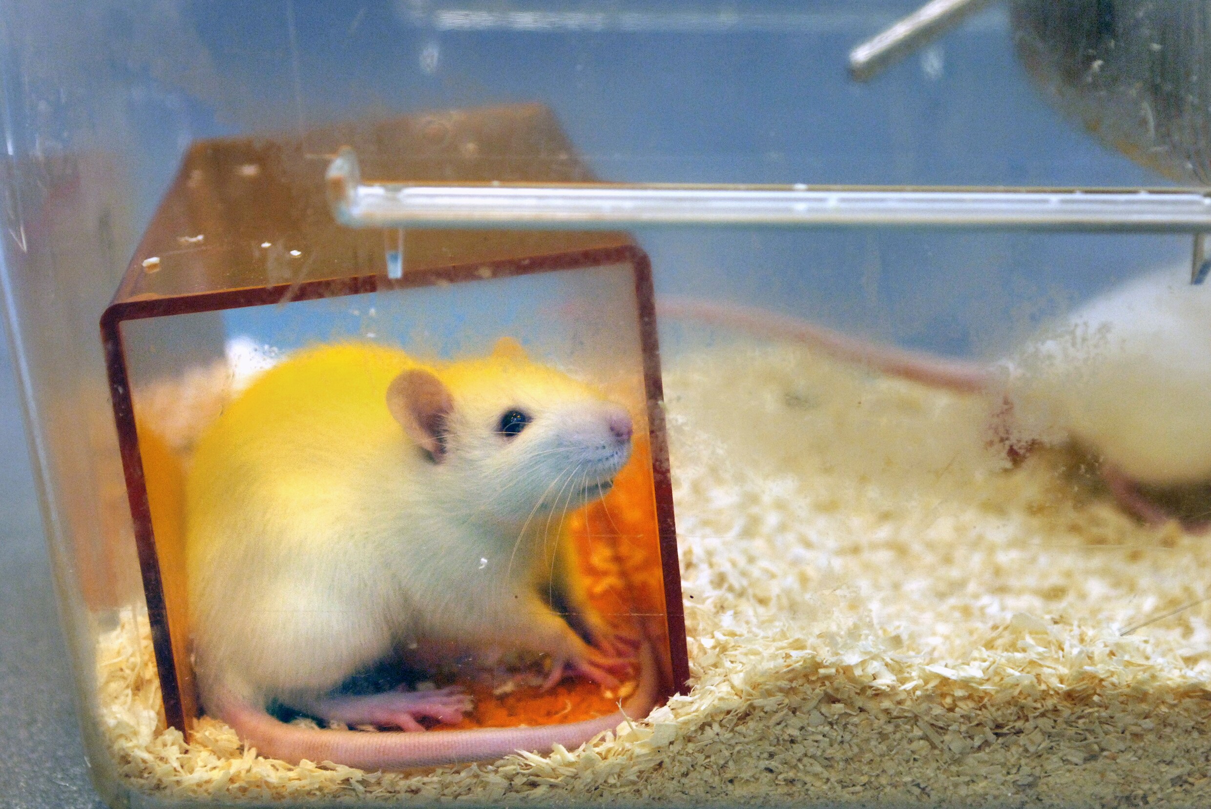 Opinie: ‘Moderniseer de wetenschap, stop met nutteloze dierproeven ...