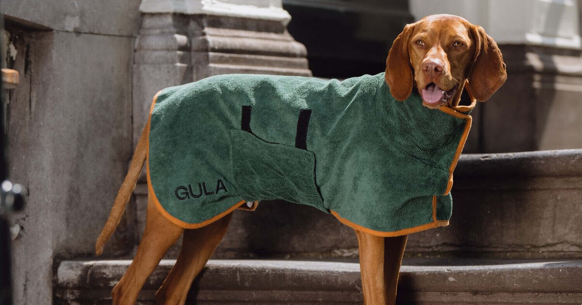 Je hond in een Hugo Bossjasje: steeds meer mensen maken van hun ...