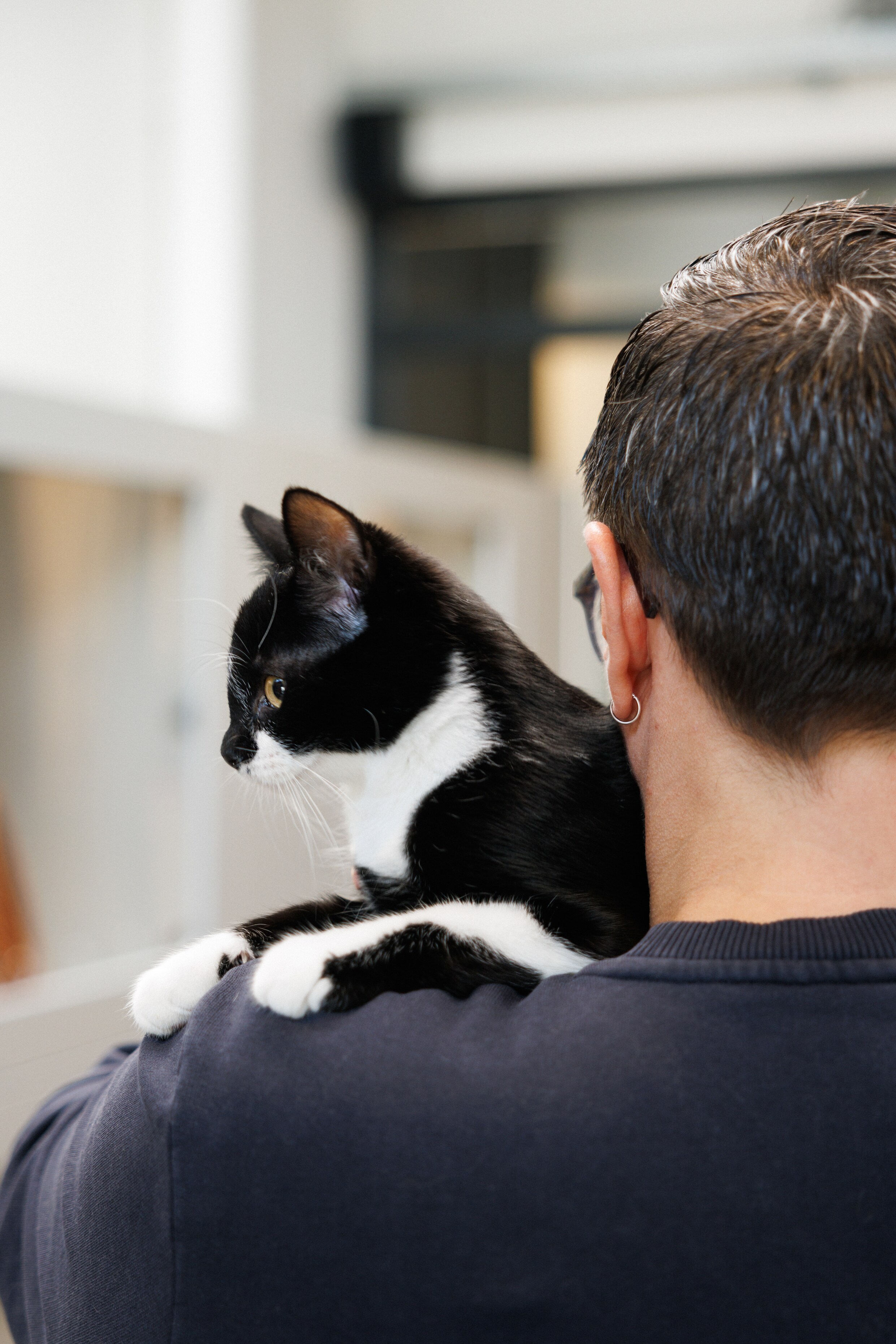Hoe vlooienbaal Kareltje een aaibare kitten werd. ‘We hebben geen ...
