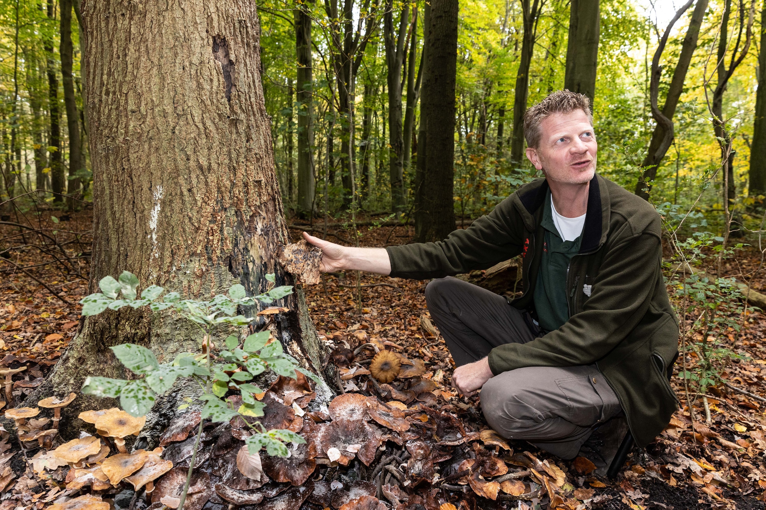 Warm najaar doet Amsterdamse Bos goed: ‘De egel kan nu sterker zijn ...