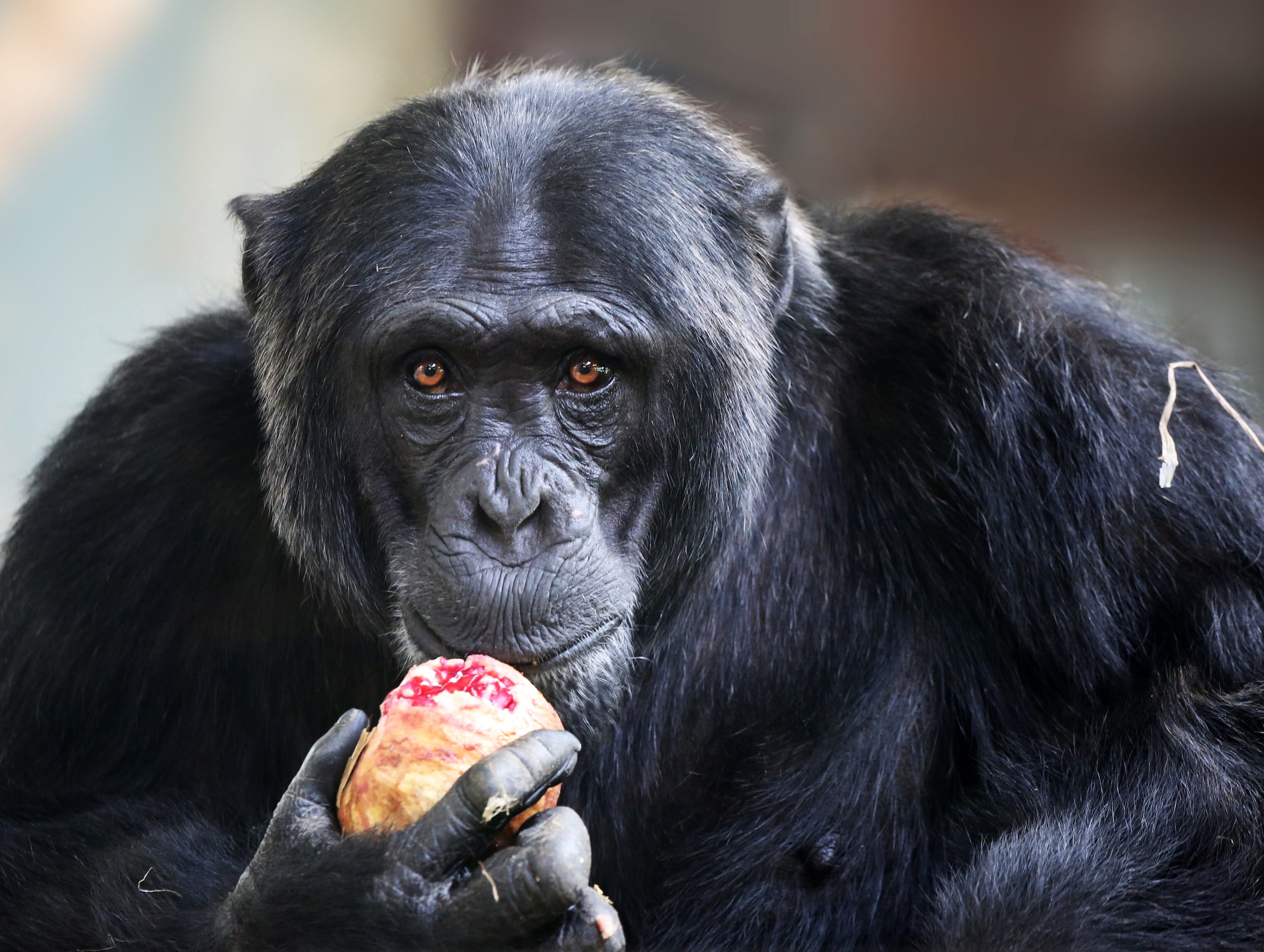 Chimpansees in Artis gaan virtueel op voedseljacht: ‘Zo krijgen we ...