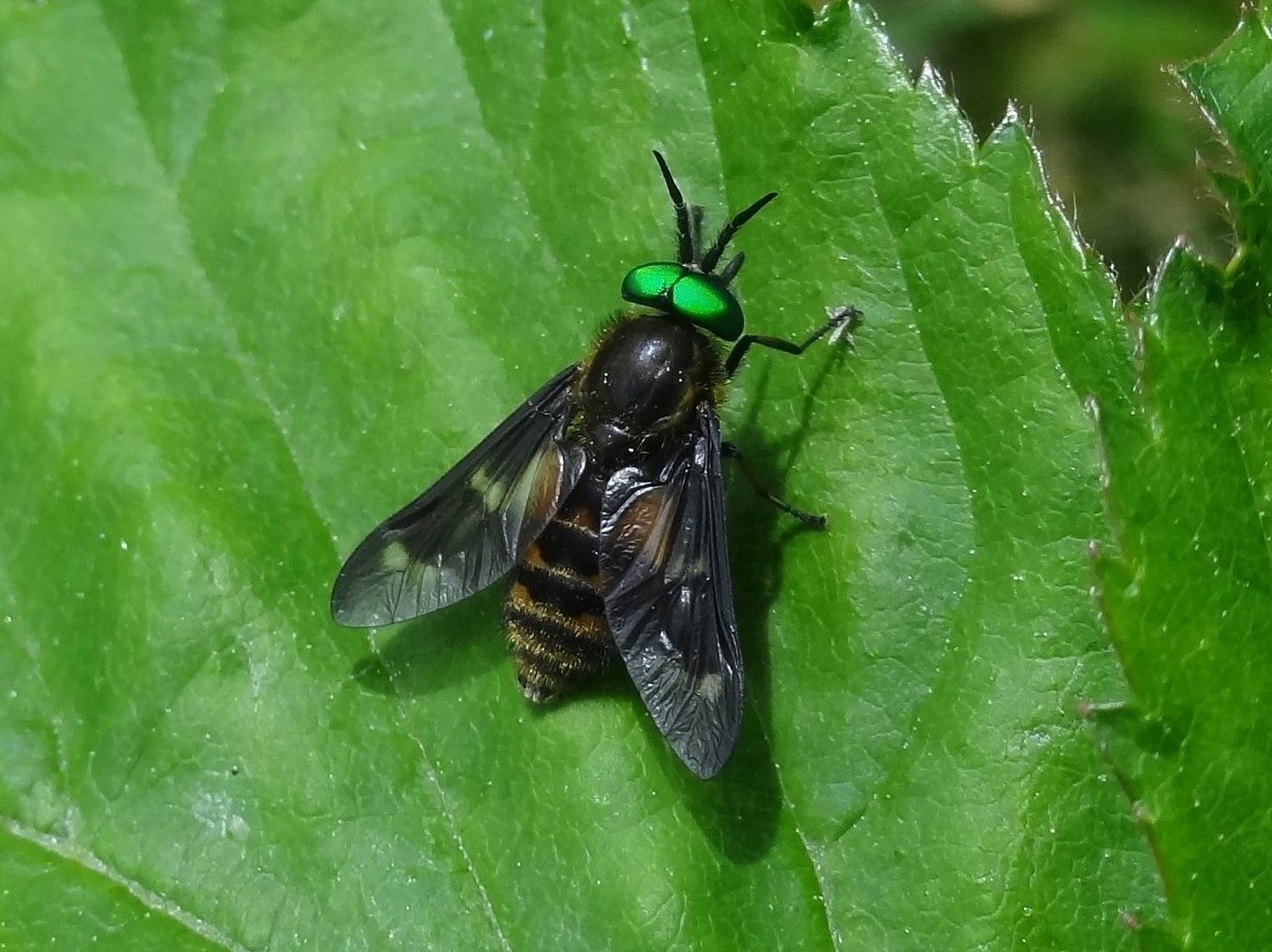 De baardvleermuis, duinparasolzwam en zeldzame holenspin: in de duinen ...