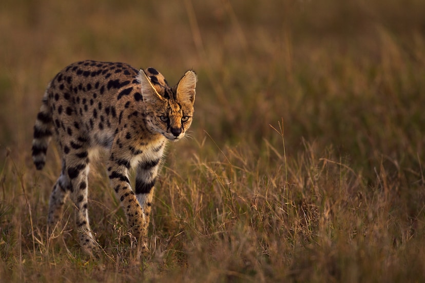Met een serval als huisdier scoor je online, maar de verzorging van exotische ‘posh pets’ wordt ...