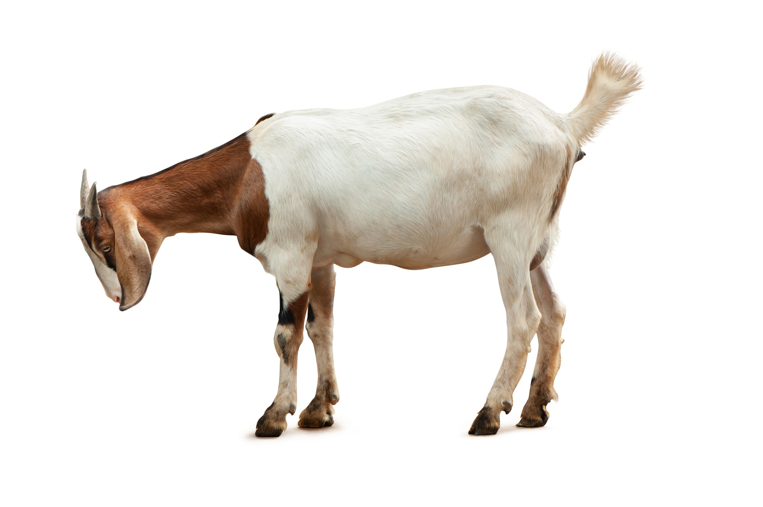 Geitenvlees van de Ridammerhoeve, liters tzatziki en bakrecepten | Het ...