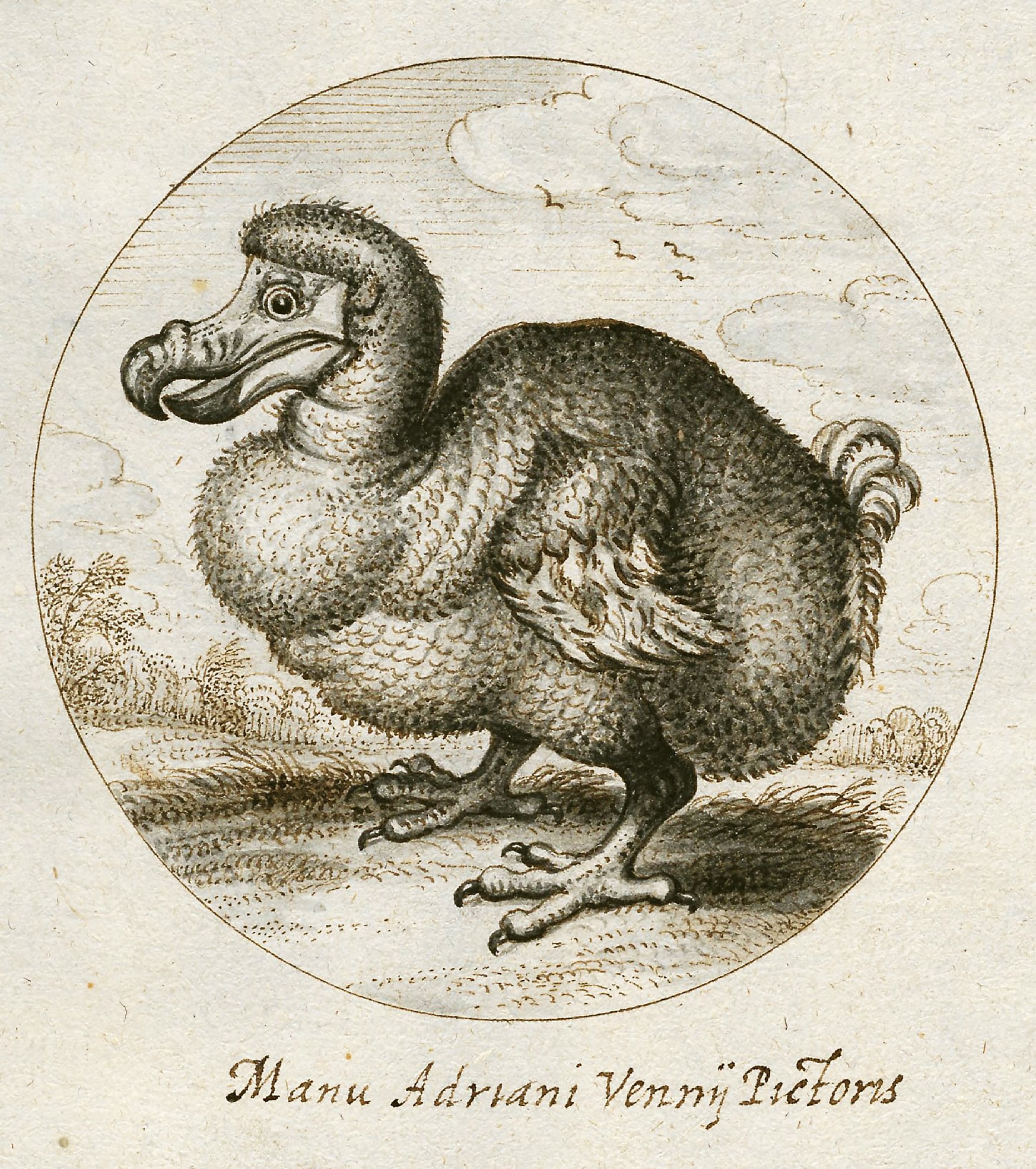 Bijna kwart miljard dollar voor terugbrengen dodo, maar is dat nodig ...