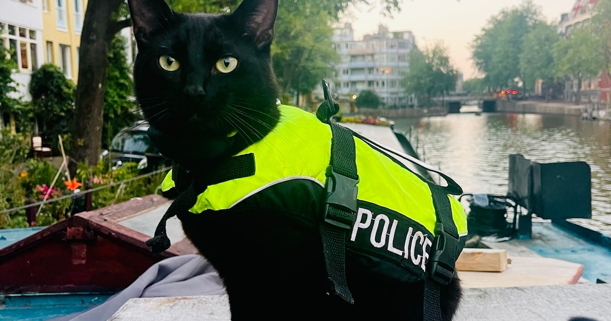 Amsterdamse ‘Police Cat’ gaat de wereld over op TikTok: ‘Het is uit de ...