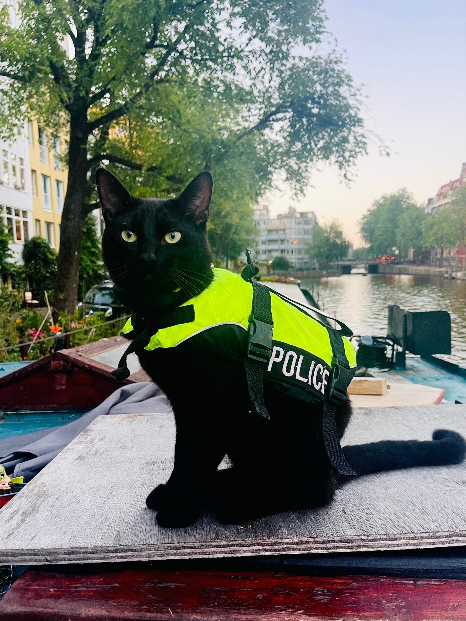 Amsterdamse ‘Police Cat’ gaat de wereld over op TikTok: ‘Het is uit de ...