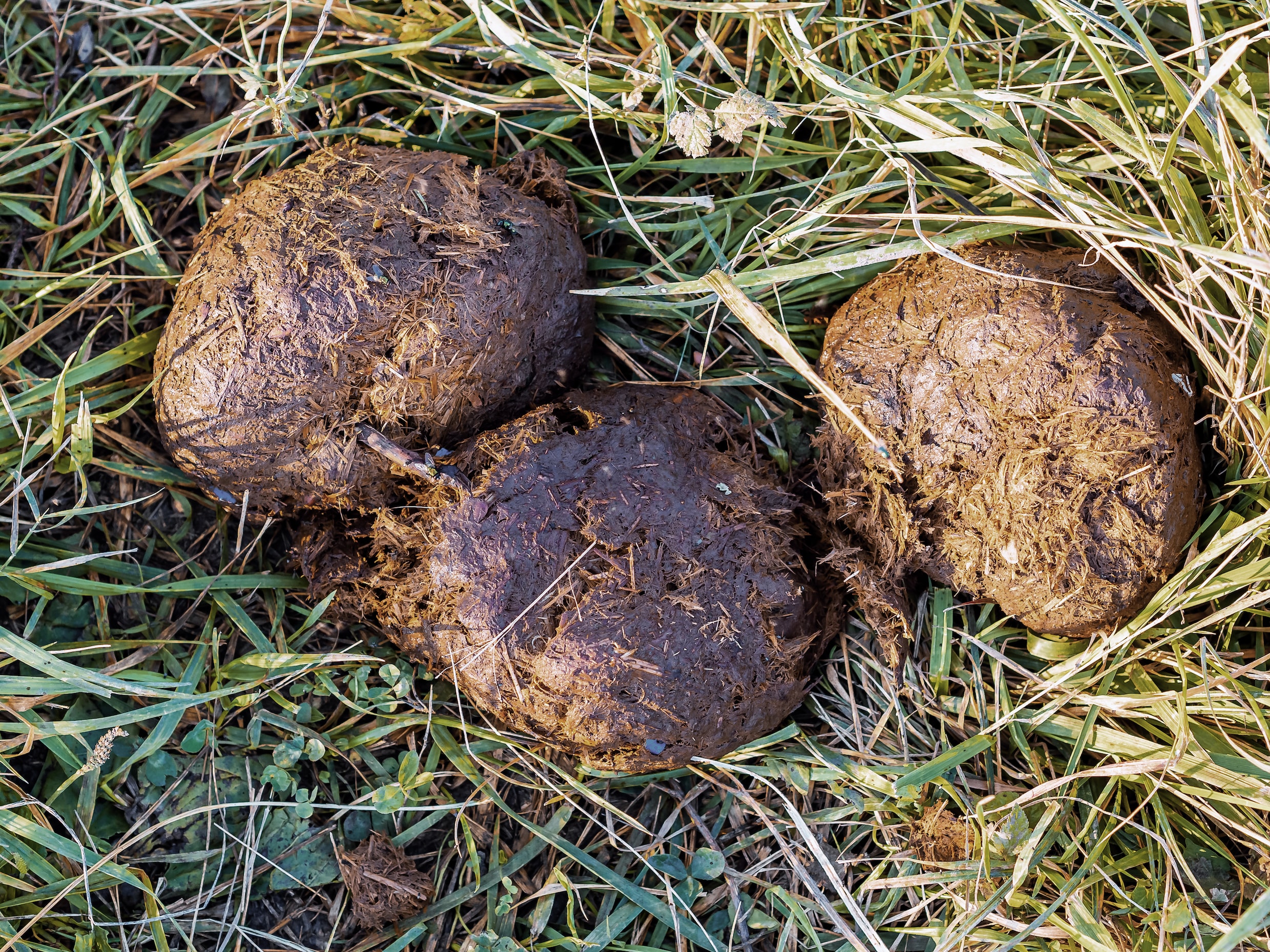 Wat te doen met 300 kilo olifantenpoep per dag? Artis liet er een ...