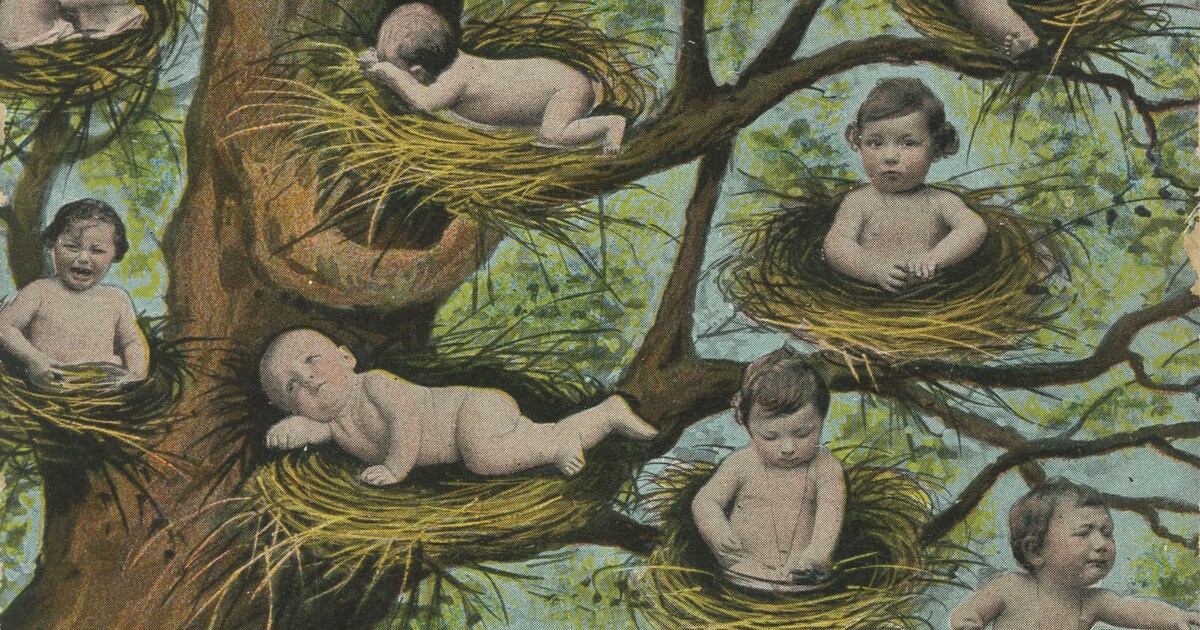Een boom vol baby’s in Noord: de fascinerende babykaarten van een eeuw ...