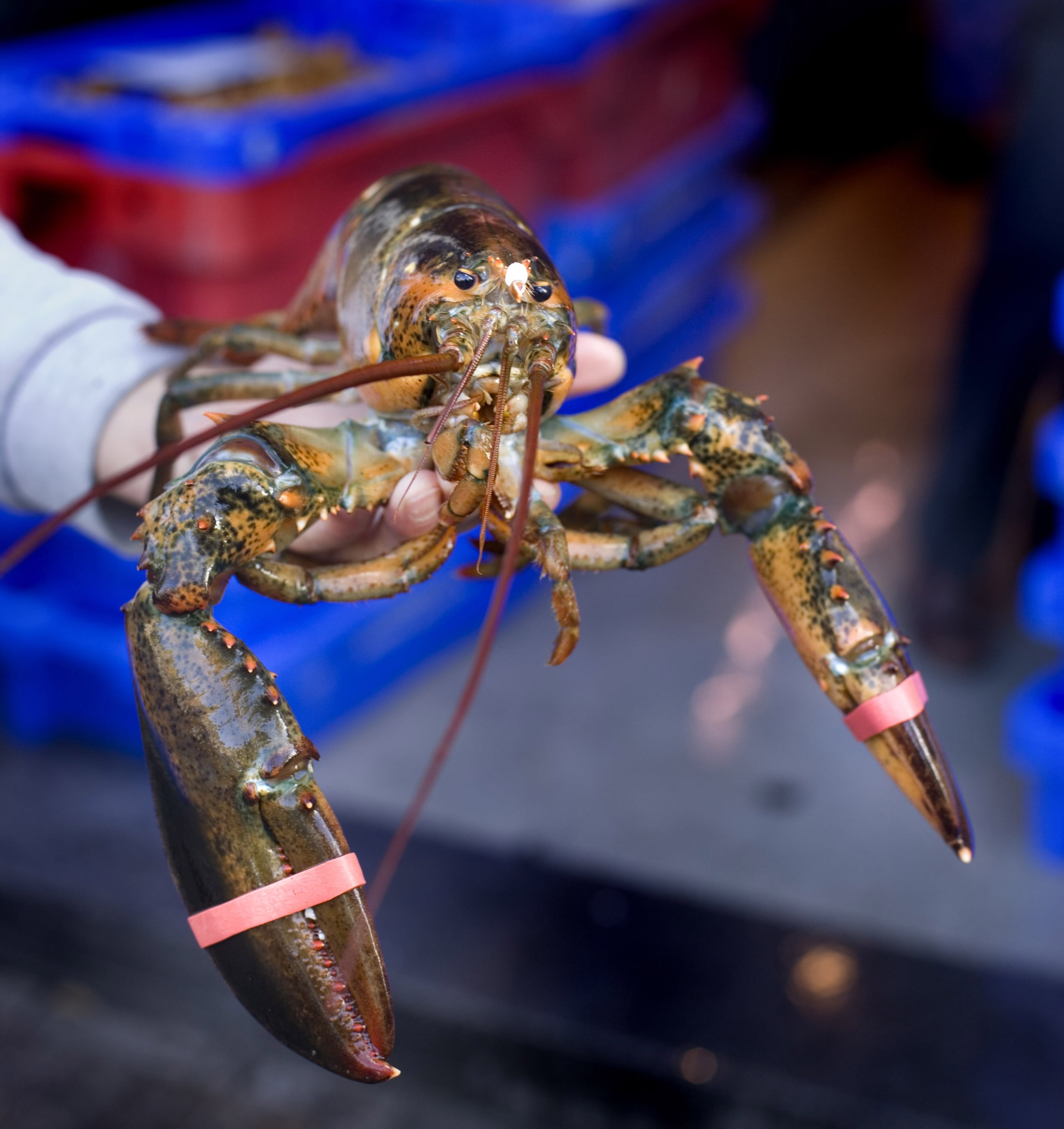 Kreeften, krabben en bont blijven te koop op Amsterdamse markten ...