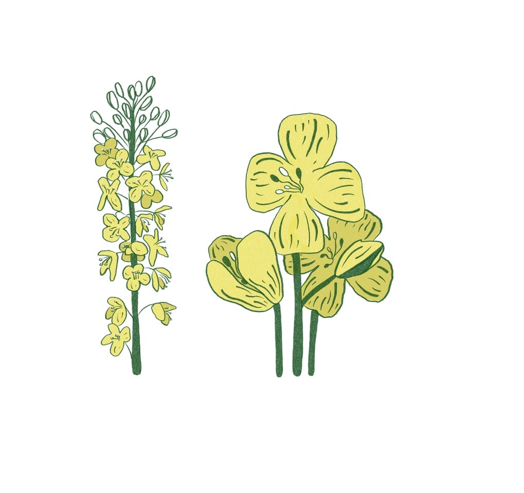 Wildplukken in Amsterdam: 7 x zelf naar de lekkerste ingrediënten ...