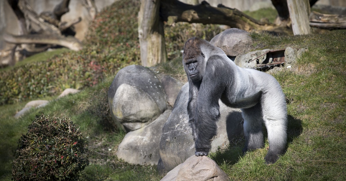 Gorilla Bokito (27) onverwacht overleden in Diergaarde Blijdorp | Het ...