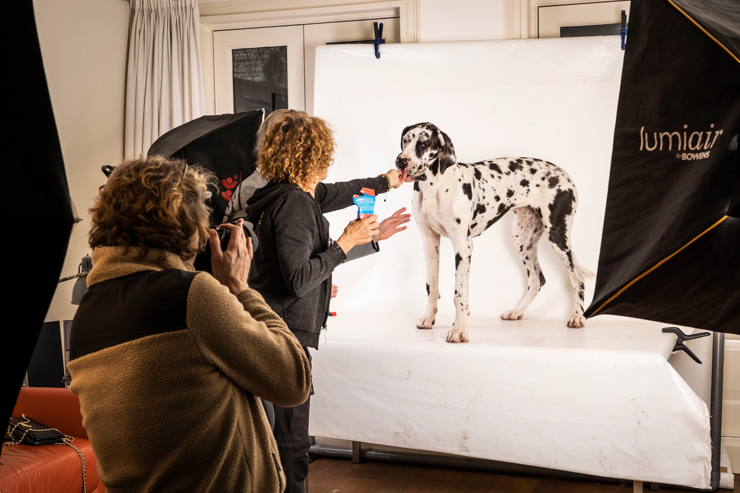 Via dieren-castingbureau Catvertise komen honden in een film en koeien ...