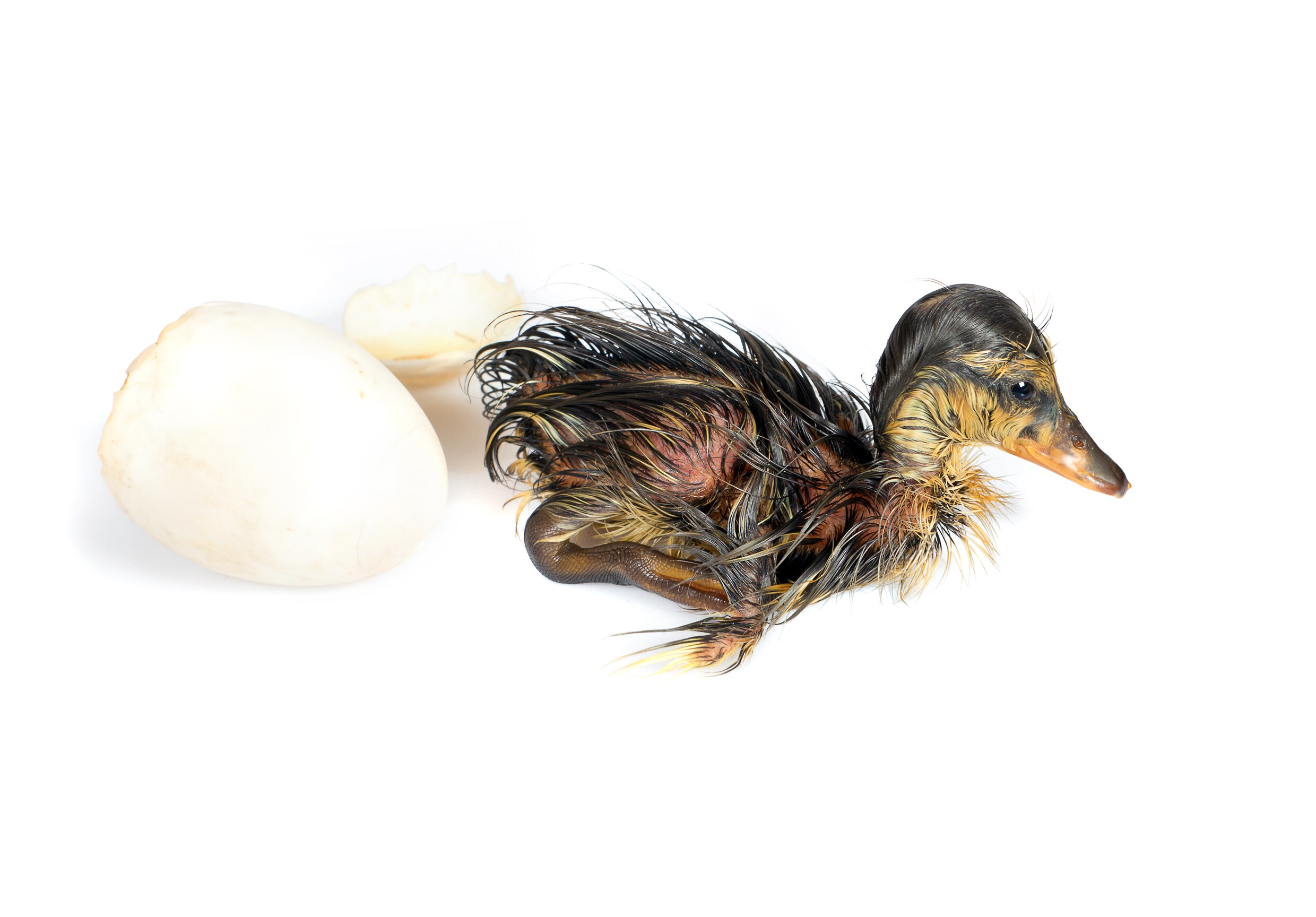 Lang niet alle Amsterdamse vogels leggen in mei een ei | Het Parool