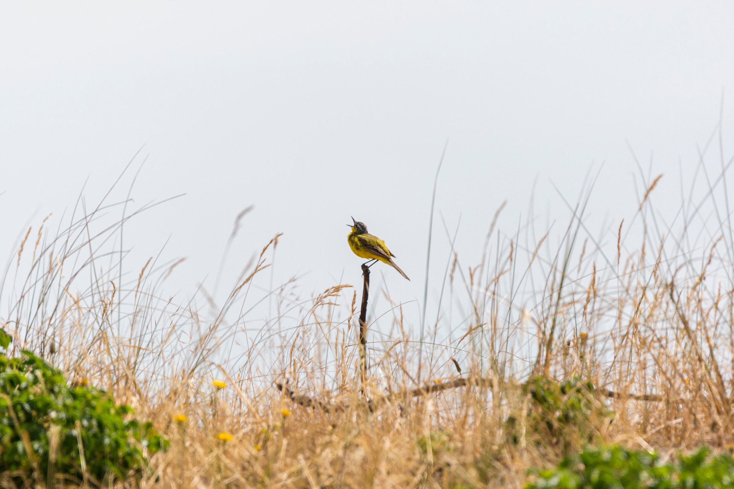 ‘Pesticiden in landbouw grote oorzaak van dramatische afname ...