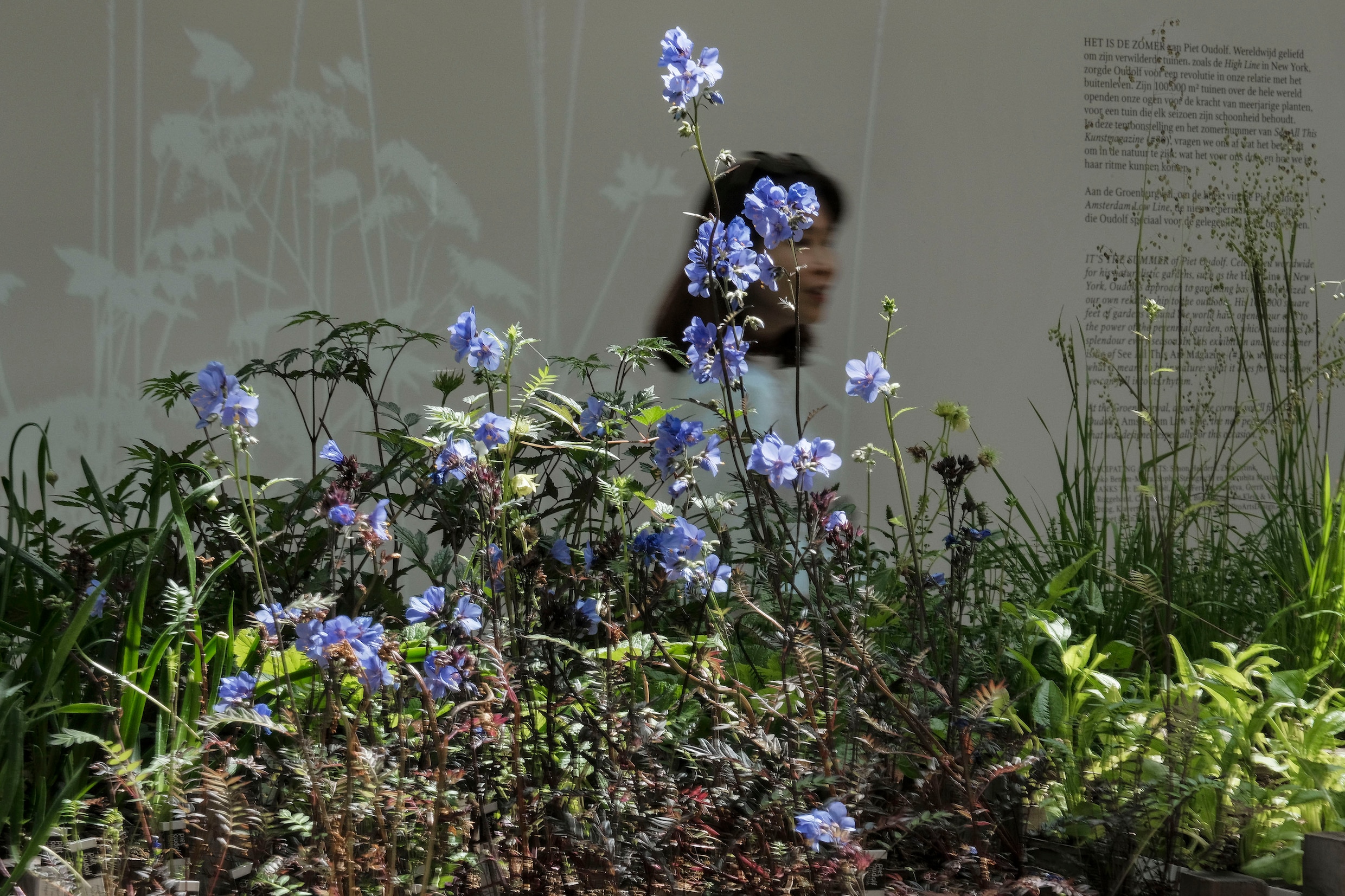 Tuinontwerper Piet Oudolf exposeert in @droog: ‘Een tuin is geen ...