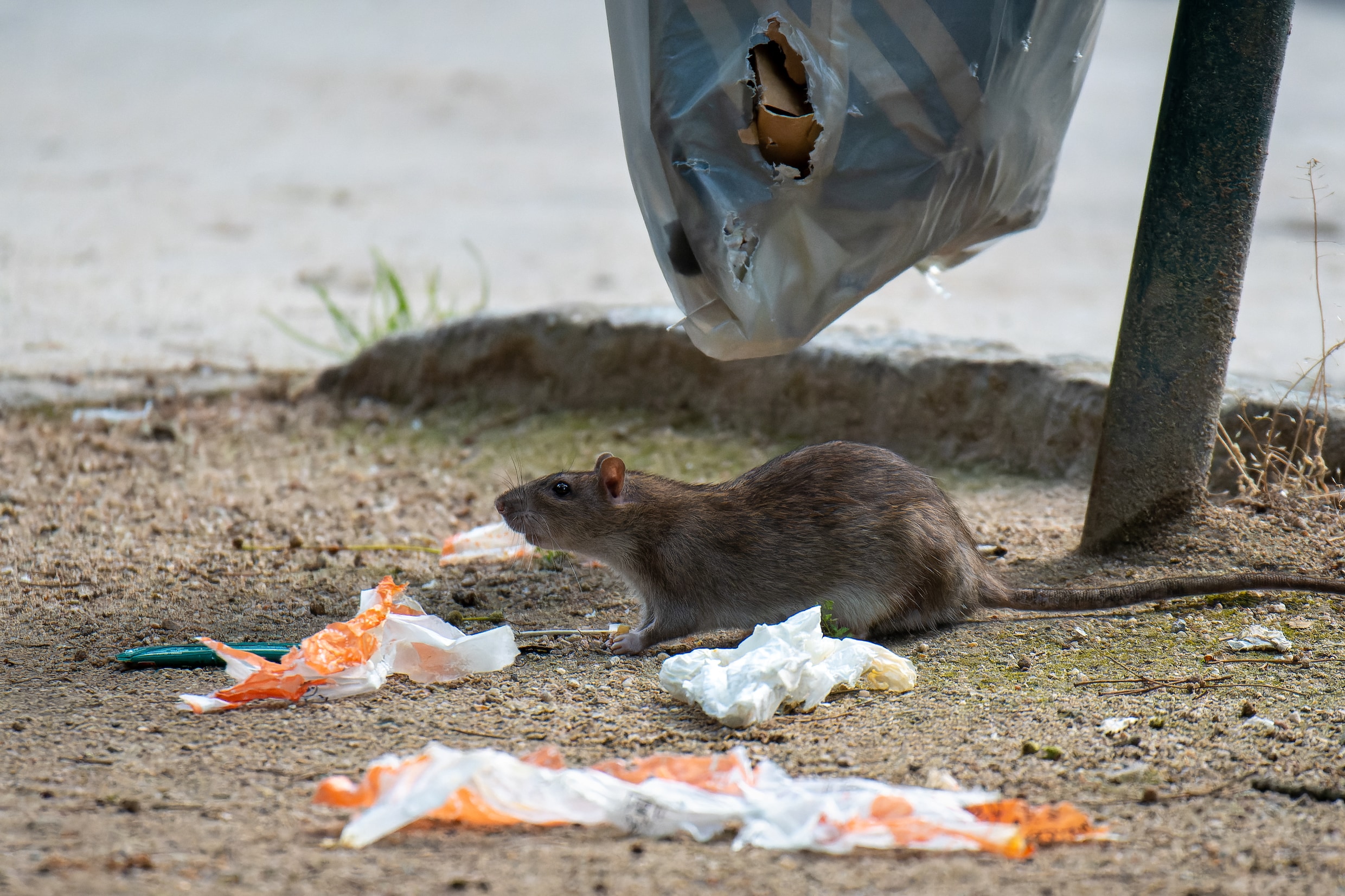 Parijs geeft het op: de stad moet maar leven mét de rat | Het Parool