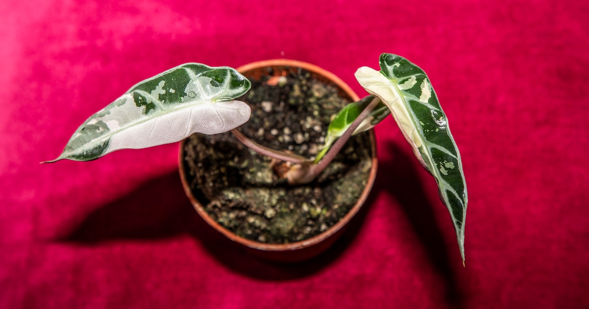 15.000 euro voor een Monstera-stekje: ‘Als verzamelaar verleg je je ...