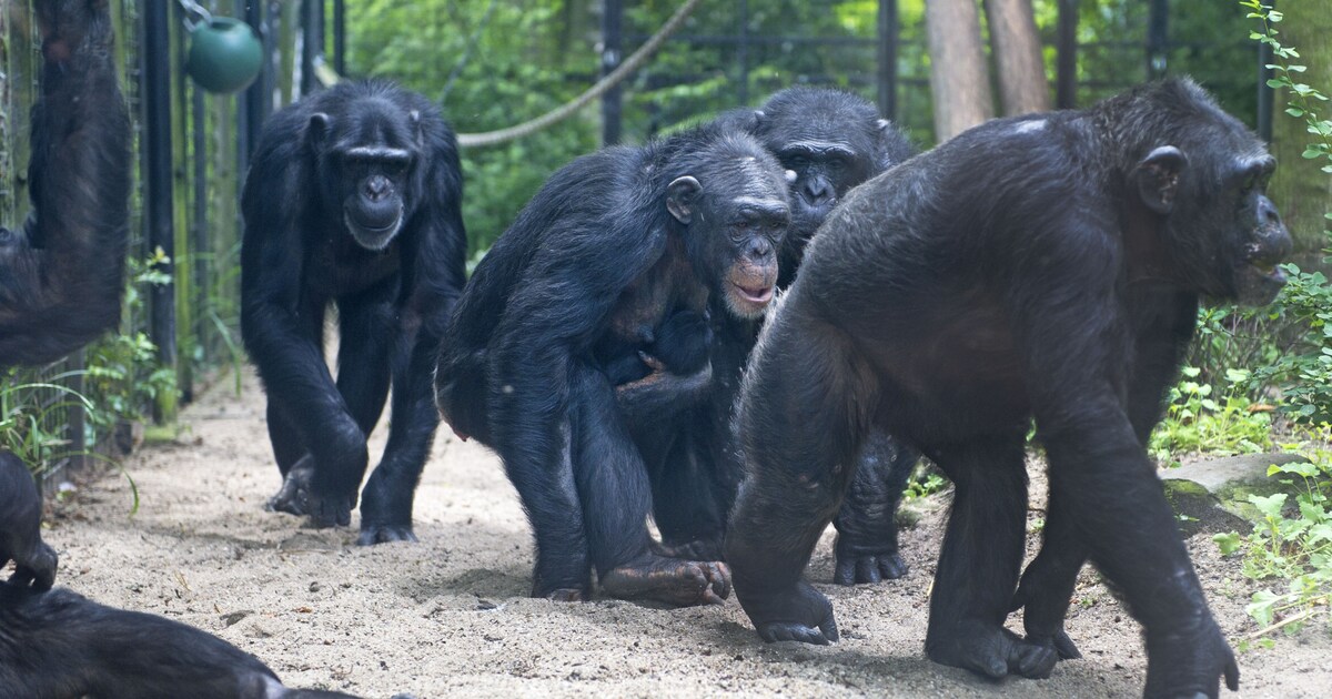 Chimpansees Artis gaan mogelijk verhuizen, liefhebbers starten petitie ...