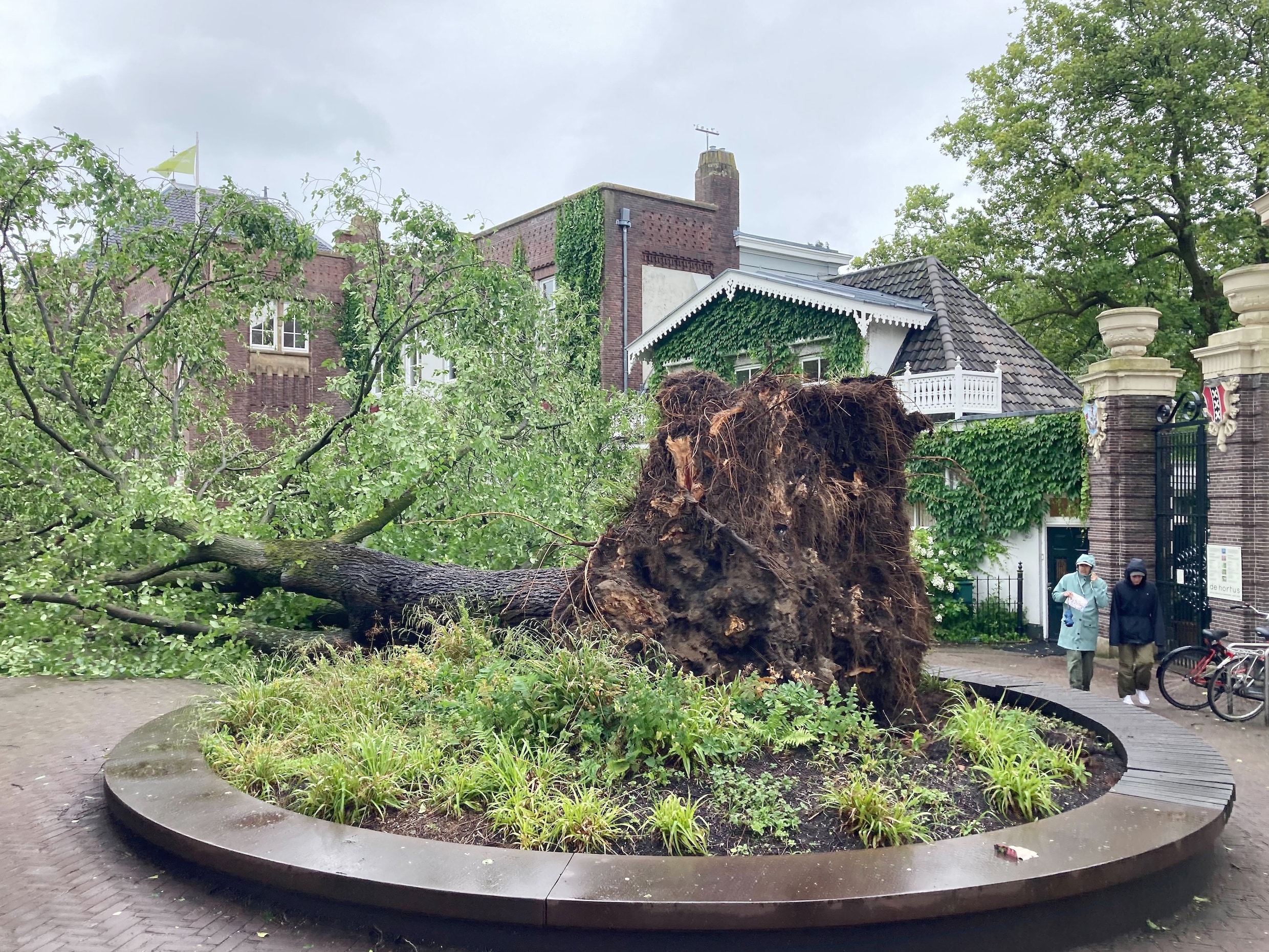 De Hollandse iep bij de Hortus Botanicus (1900-2023) viel tijdens storm ...