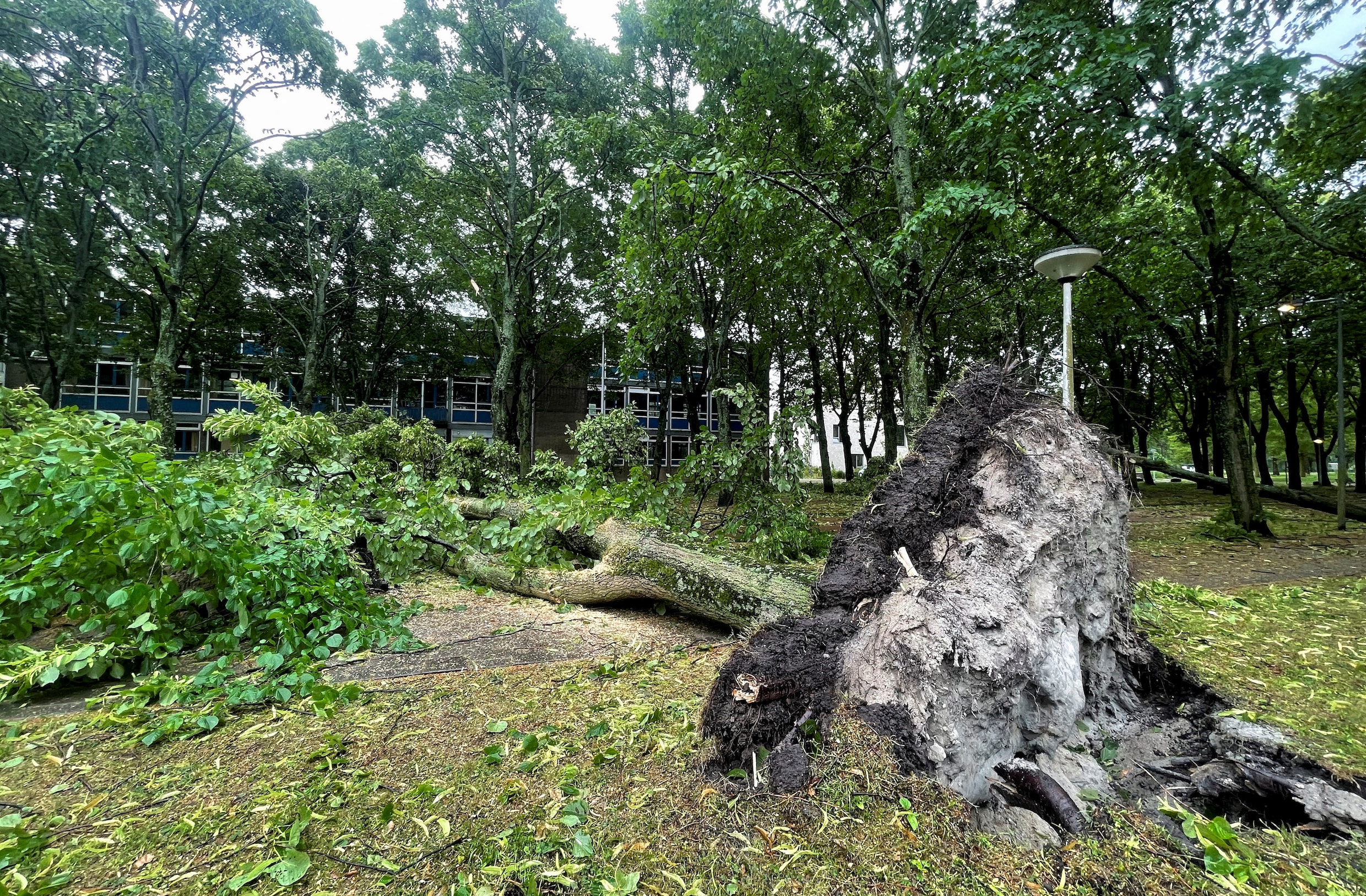 Storm Poly heeft zeker 115 bomen in Amsterdam doen sneuvelen | Het Parool
