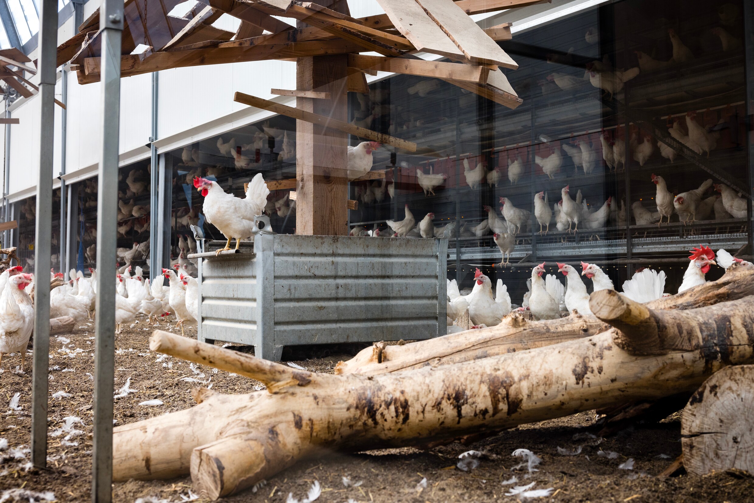 De Kipsterkip heeft een klimrek, struiken om te schuilen en leeft op ...