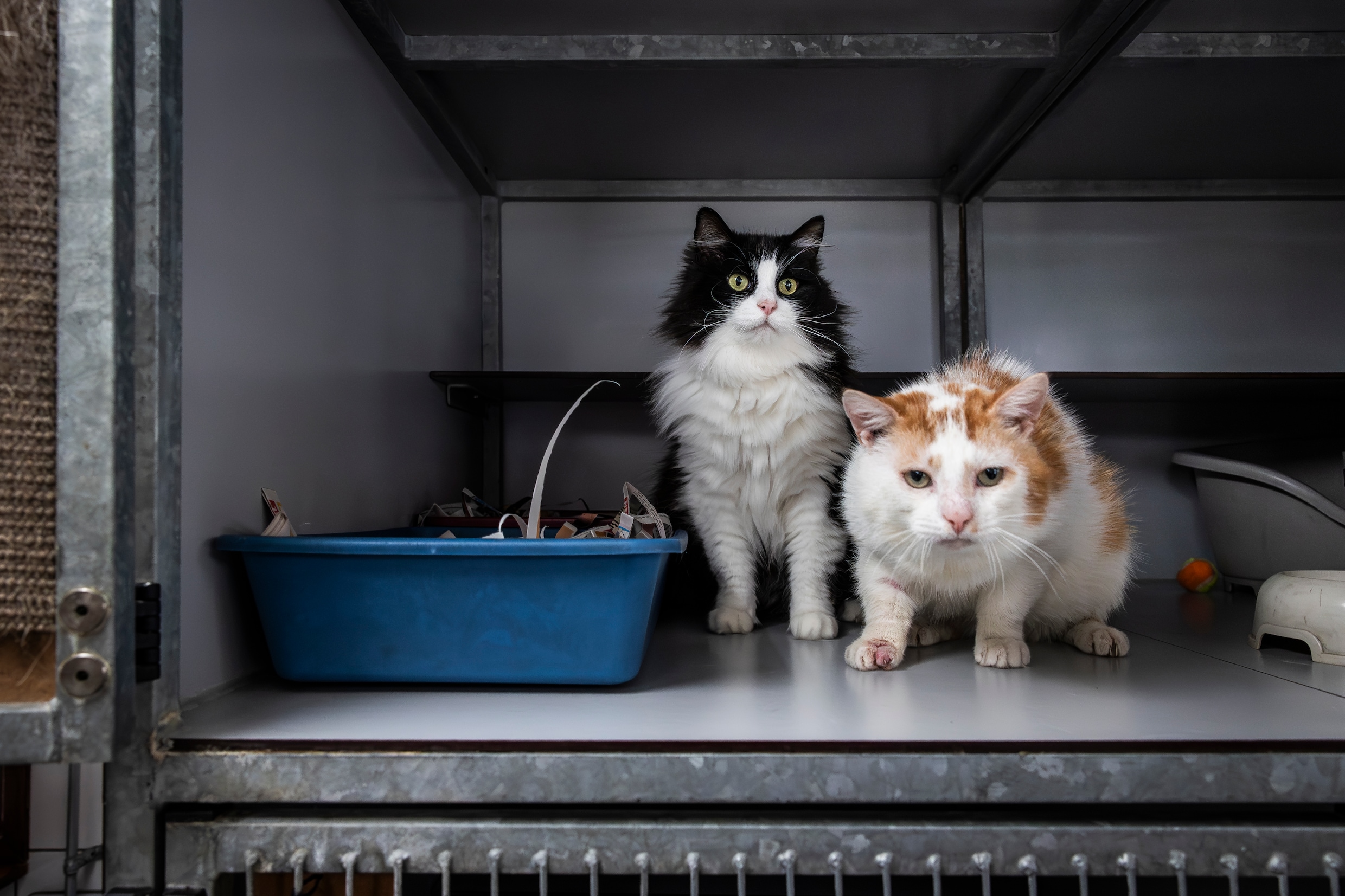 De Poezenboot is zwaar versleten, maar redding is nabij: ‘Tegenwerking ...