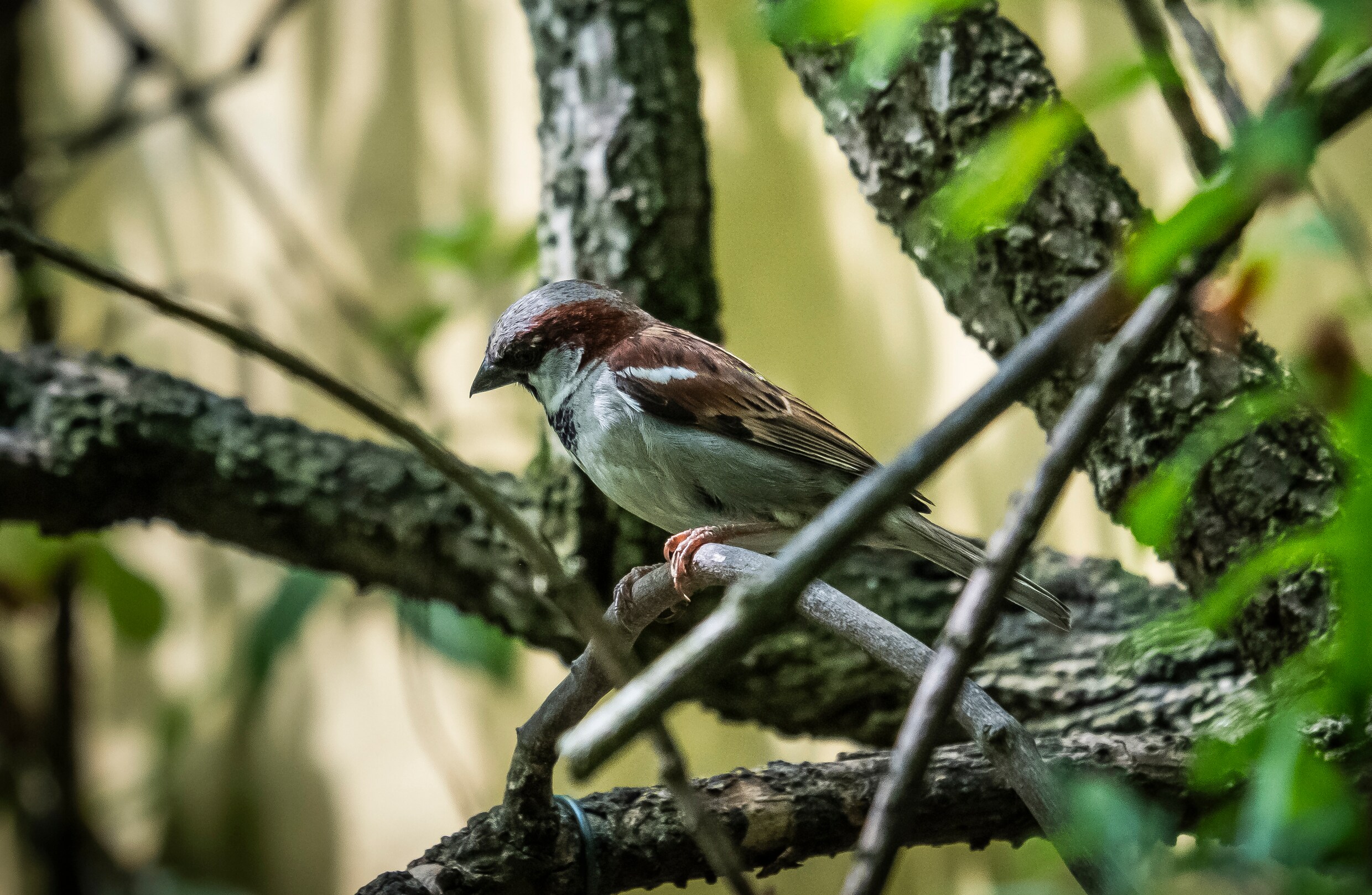 Deze Amsterdamse tuin is een paradijs voor de bedreigde huismus, maar ...