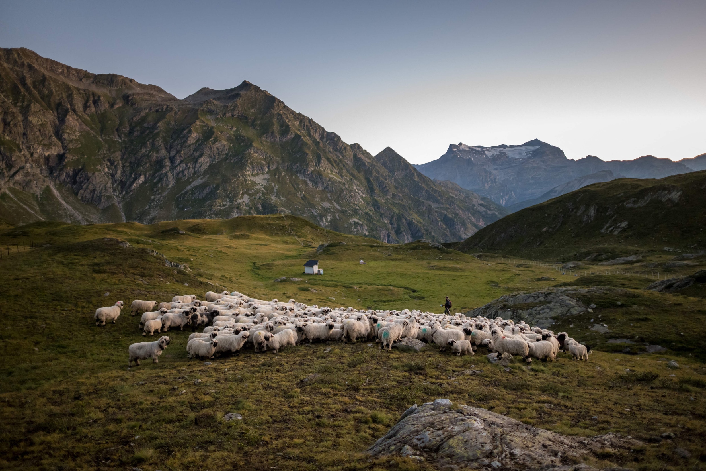 Live | Extreem weer: Recordaantal hittedoden in Amerikaanse stad ...