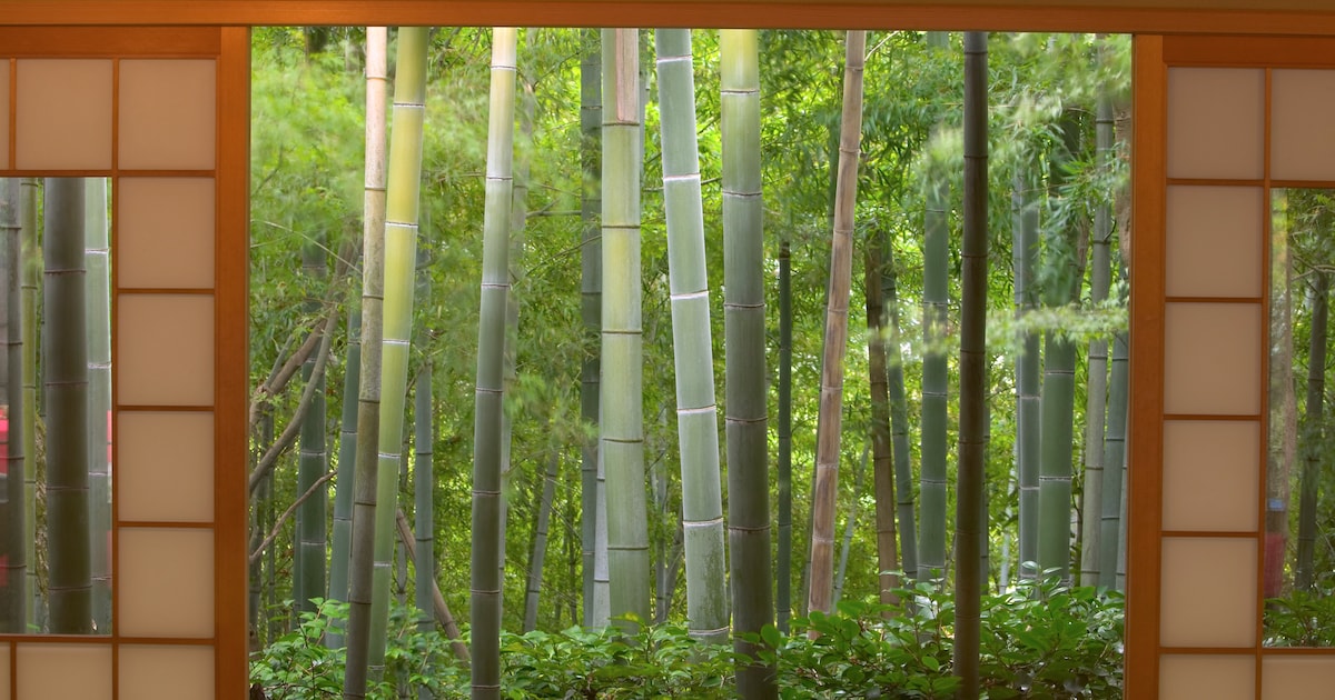 Recensie De droom van Kyōto: troostrijke roman geeft geheimen prijs ...