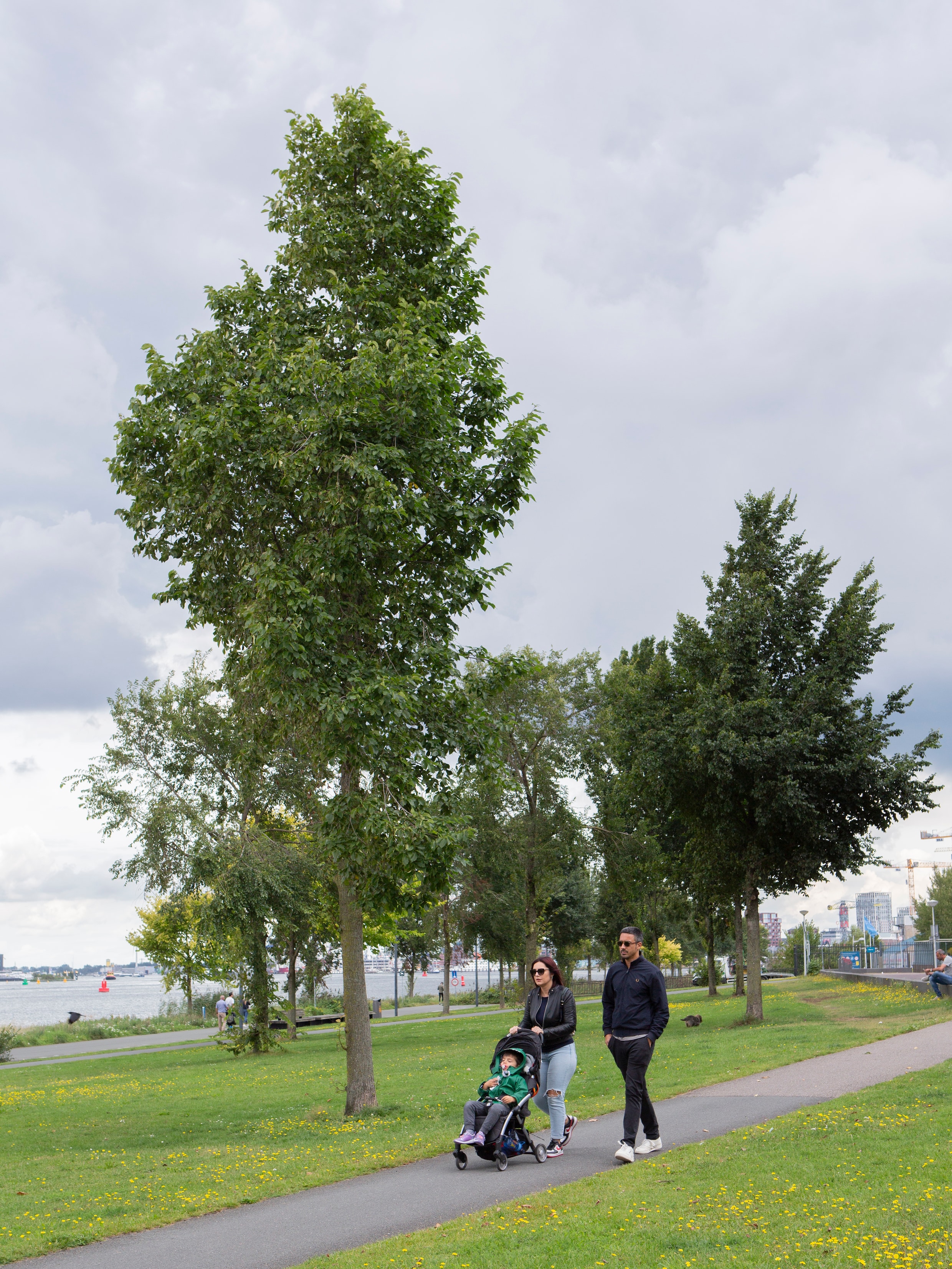 In bomentuin in Noord staan 70 iepen in 32 verschillende soorten: ‘Het ...
