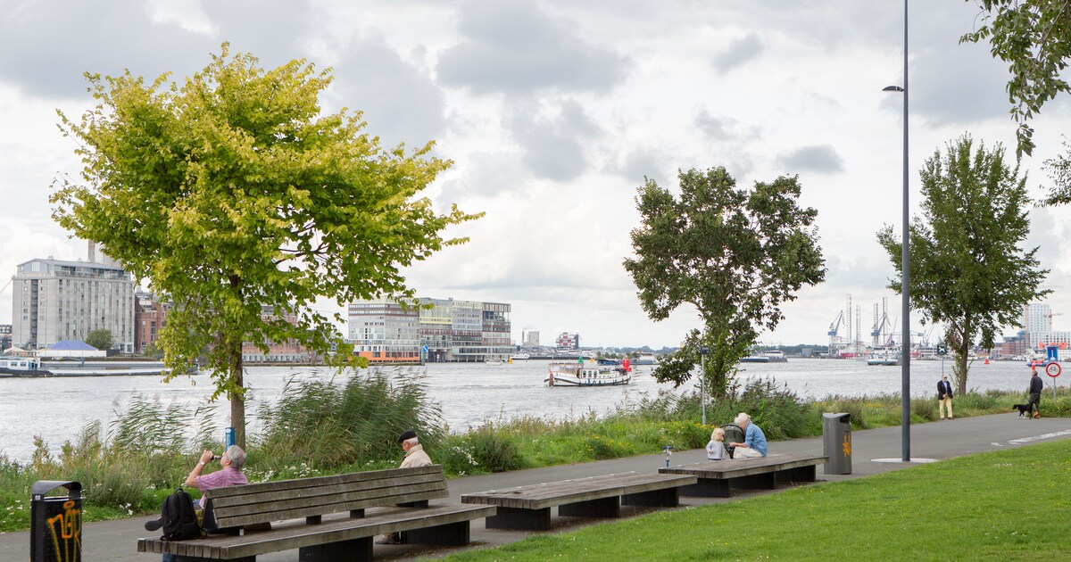 In bomentuin in Noord staan 70 iepen in 32 verschillende soorten: ‘Het ...