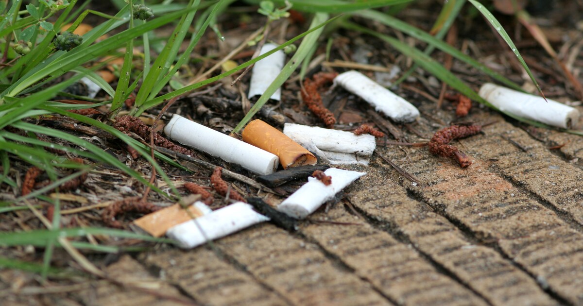 Alarm om miljarden gedumpte peuken in Nederlandse natuur: ‘Een boete ...