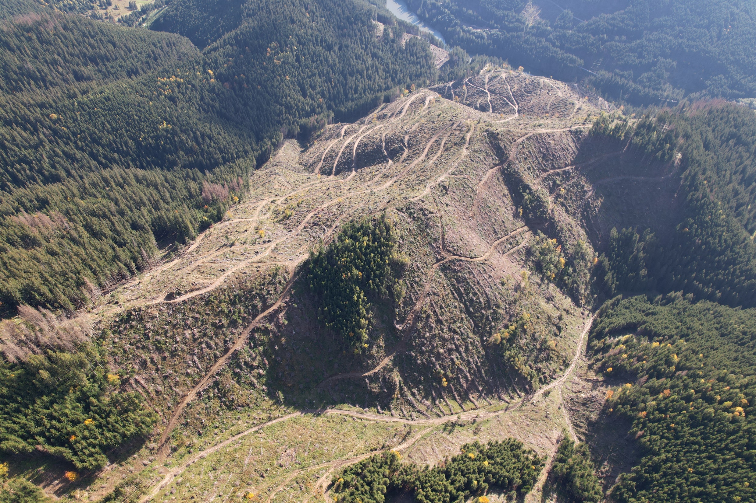 Houtmaffia ontbost in Roemenië de Karpaten, natuurbeschermers moeten ...