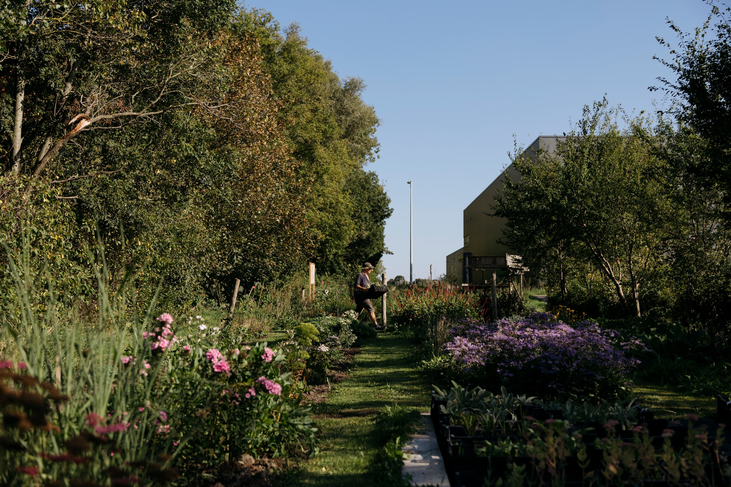 Zij hebben een kwekerij in Amsterdam: ‘Ik ben helemaal gek op deze ...