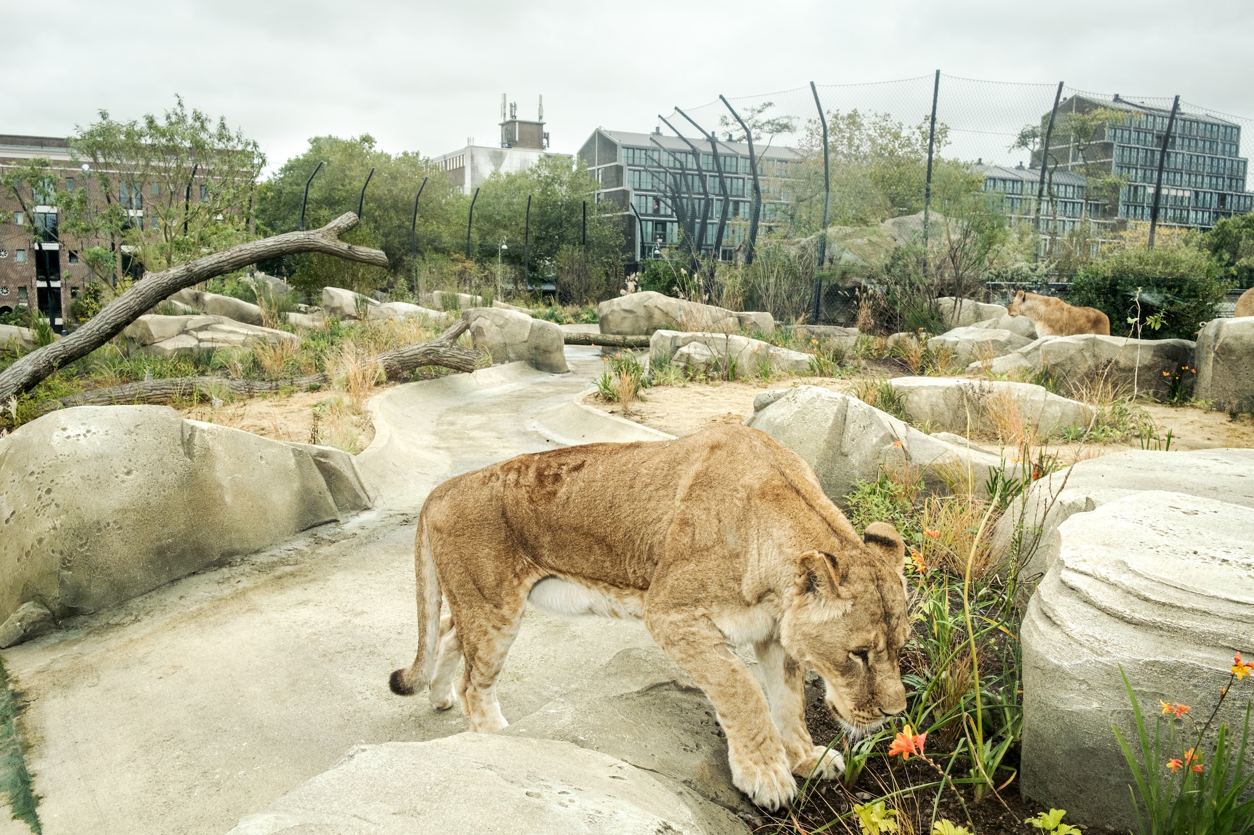 Een dierentuin niet meer van deze tijd? Júist wel, zegt Artis: ‘Elke ...